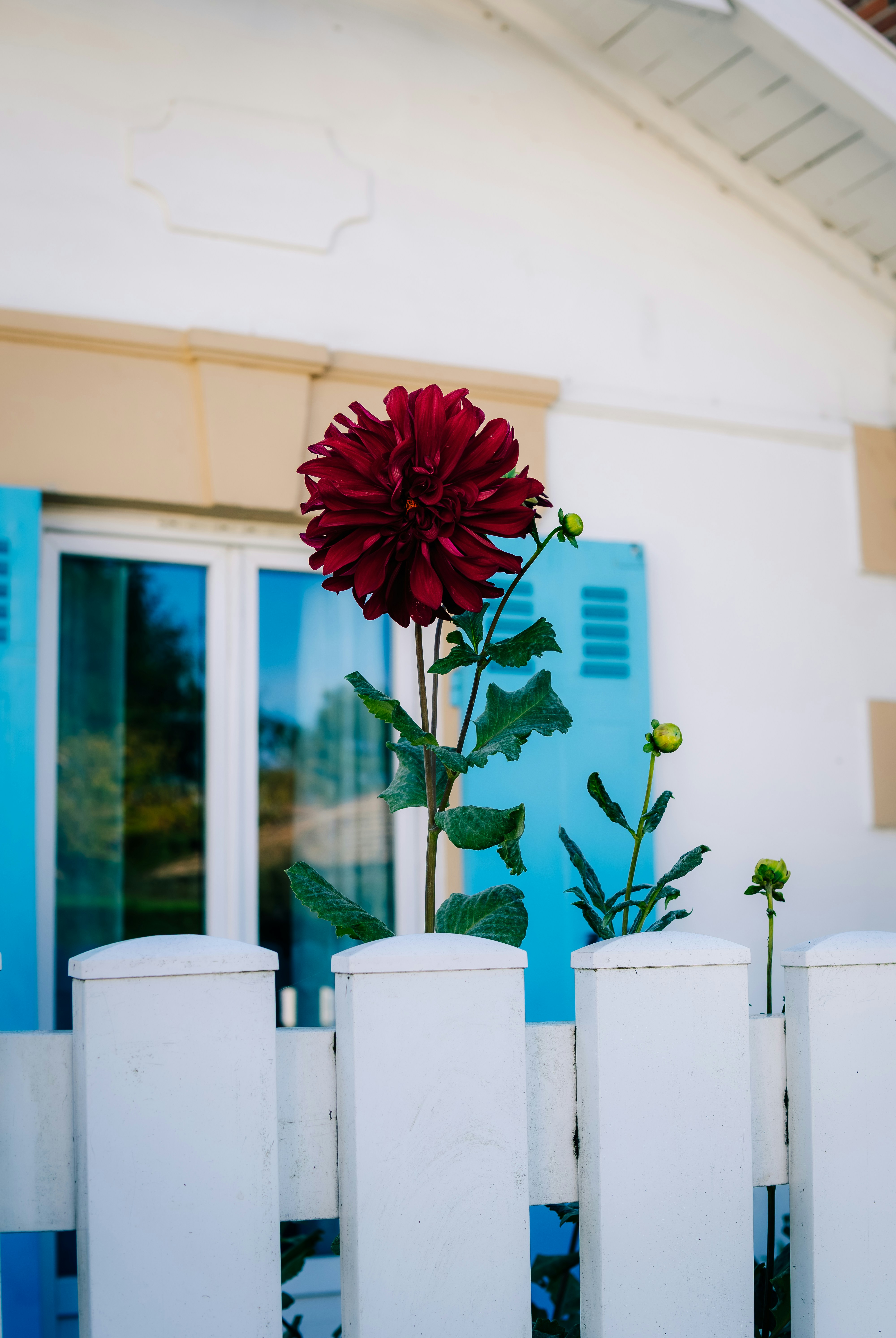 Crimson Dahlia Reaching Over a White Picket Fence