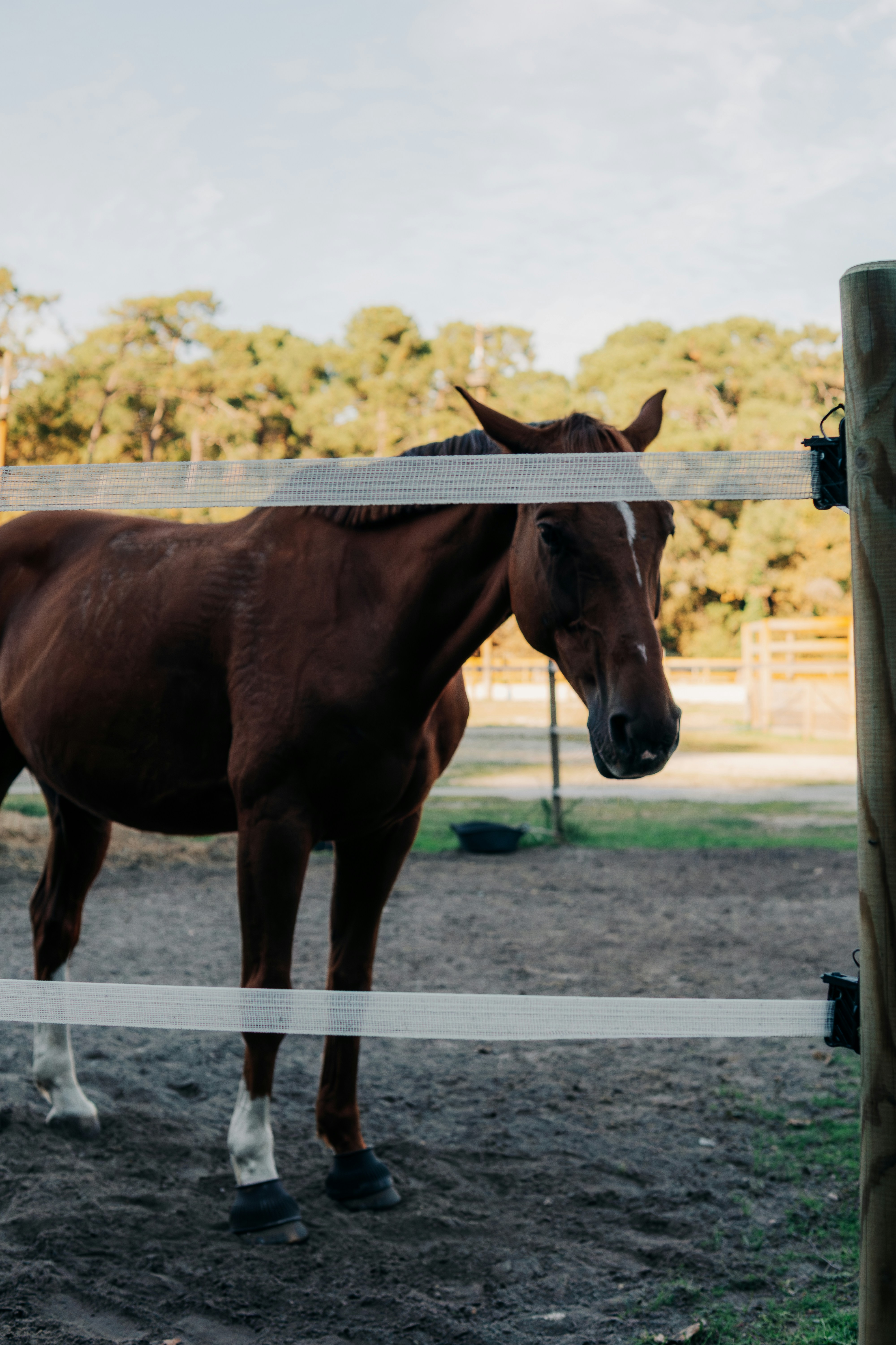 Horse at the Fence: Quiet Presence Beyond the White Strips