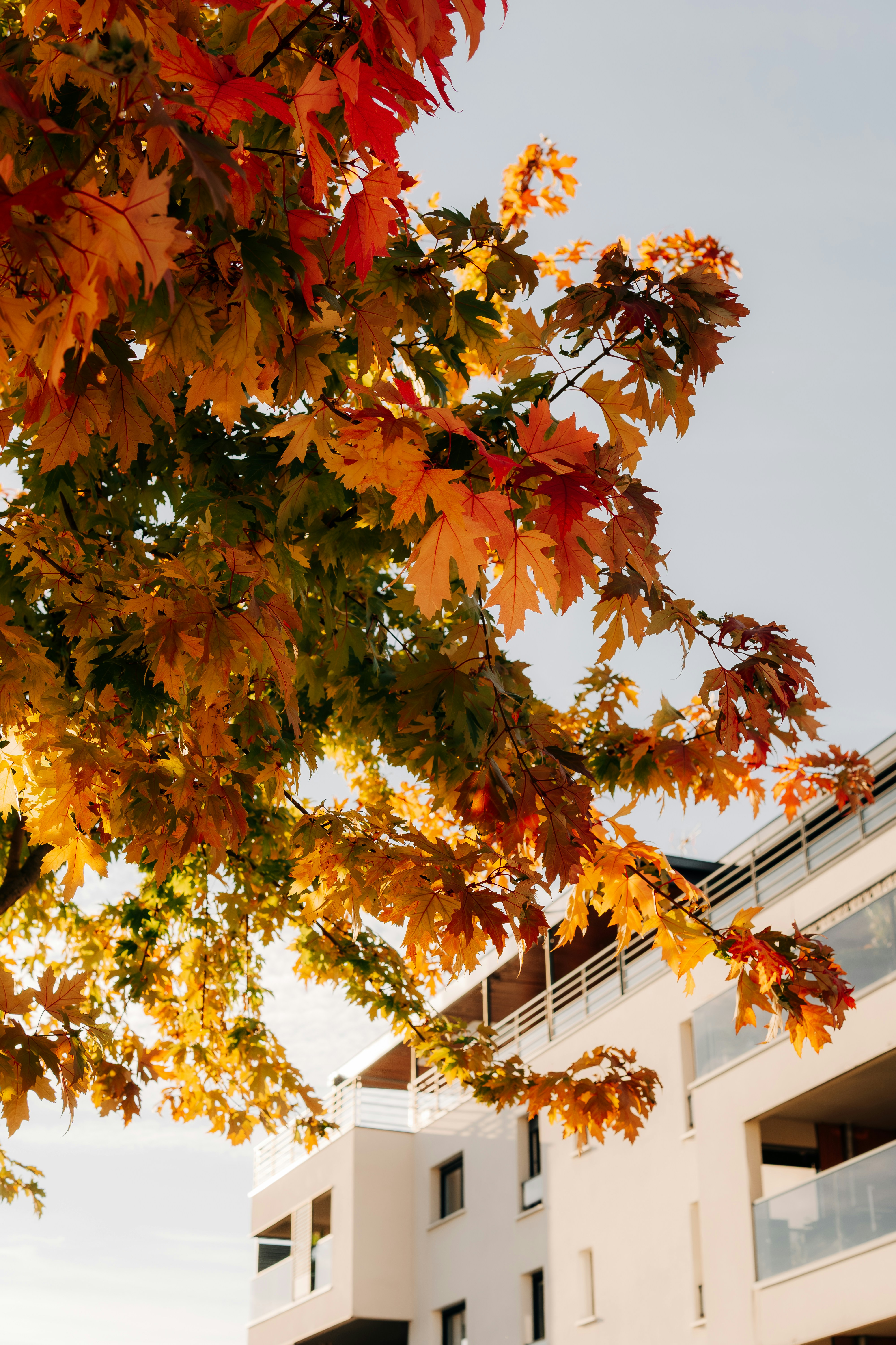 Autumn Overhang: Red Maple Leaves Framing a Modern Terrace