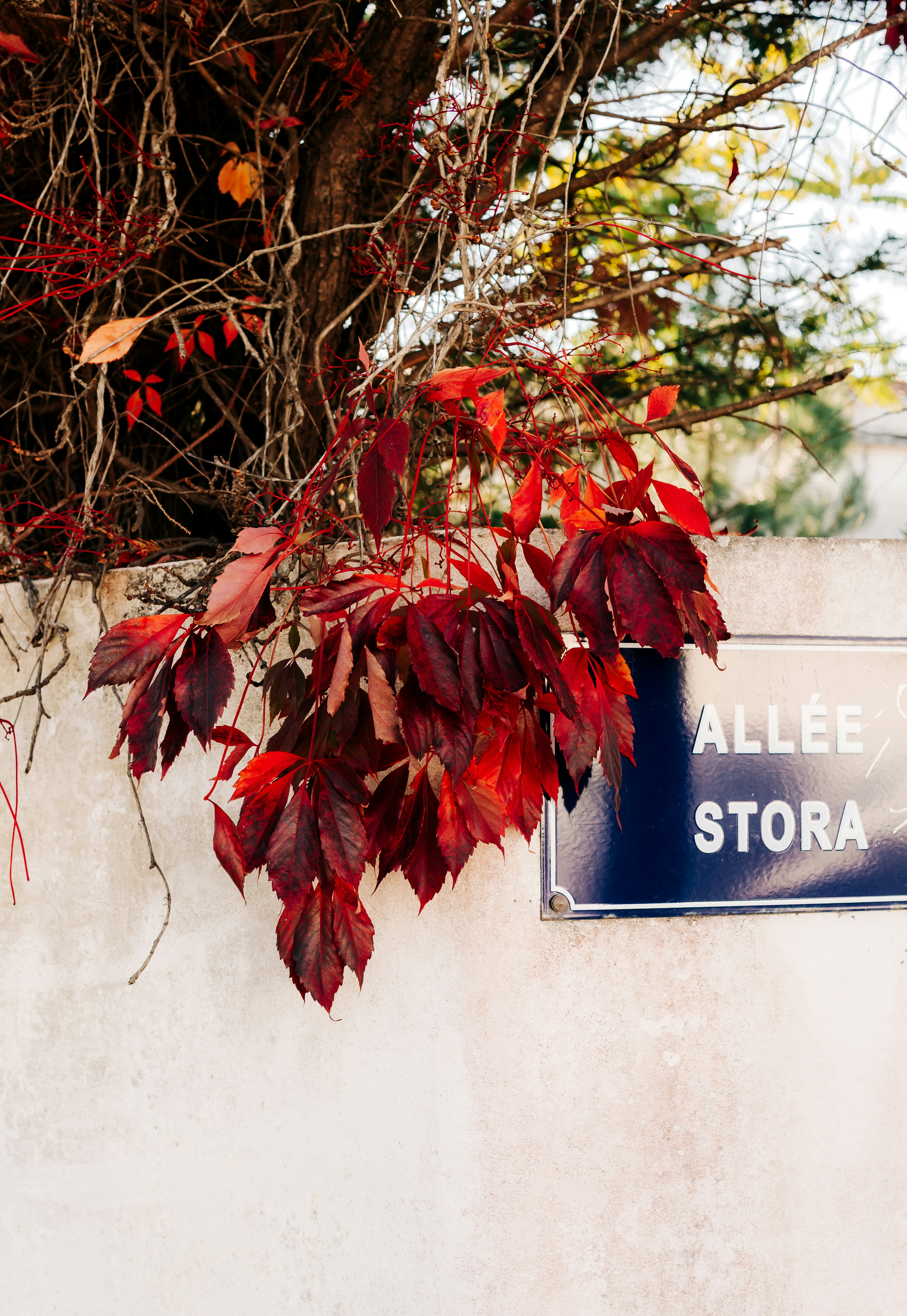 Crimson Vines over a Quiet Street Sign