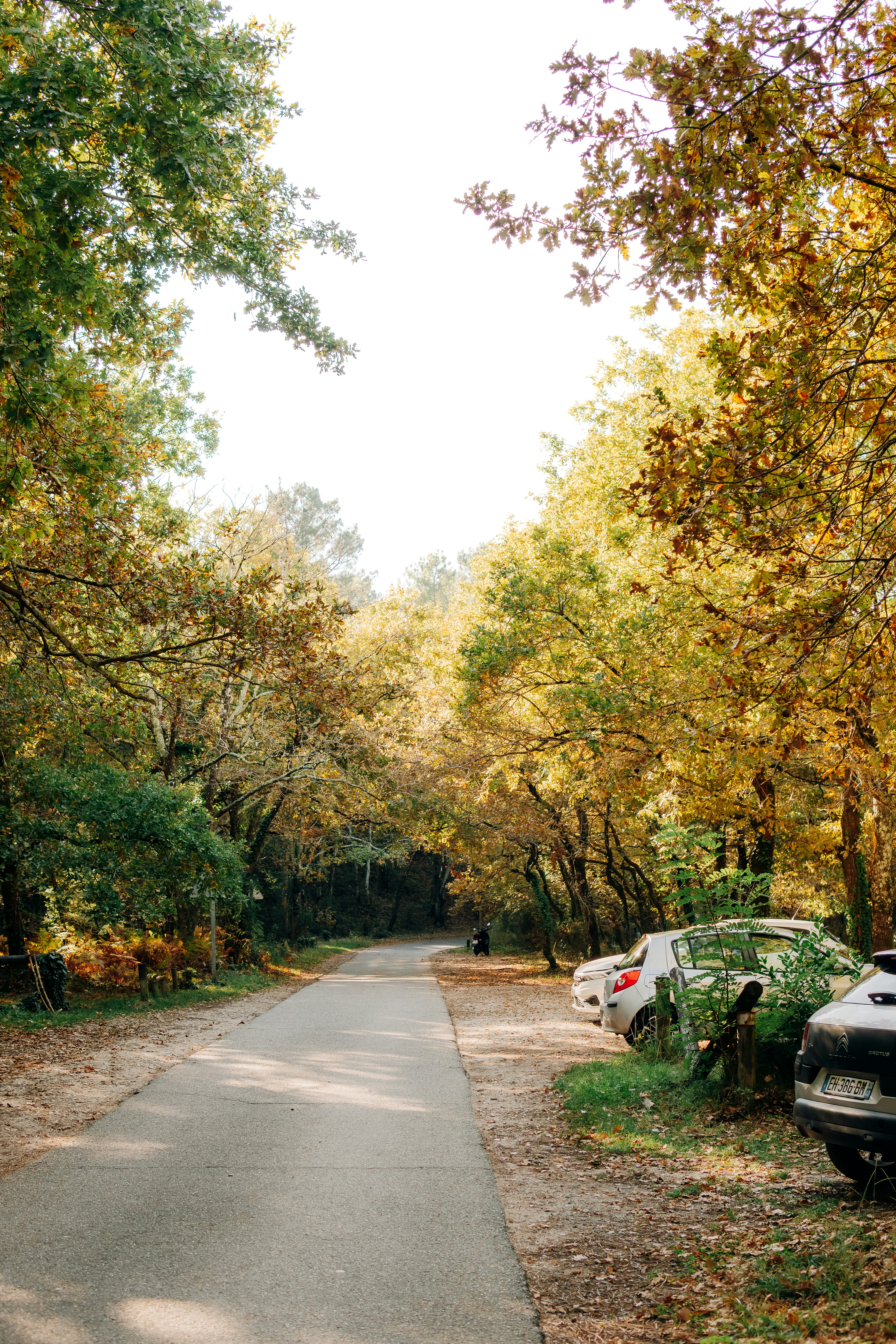 Autumn Avenue: A Quiet Path Beneath Quilled Canopies