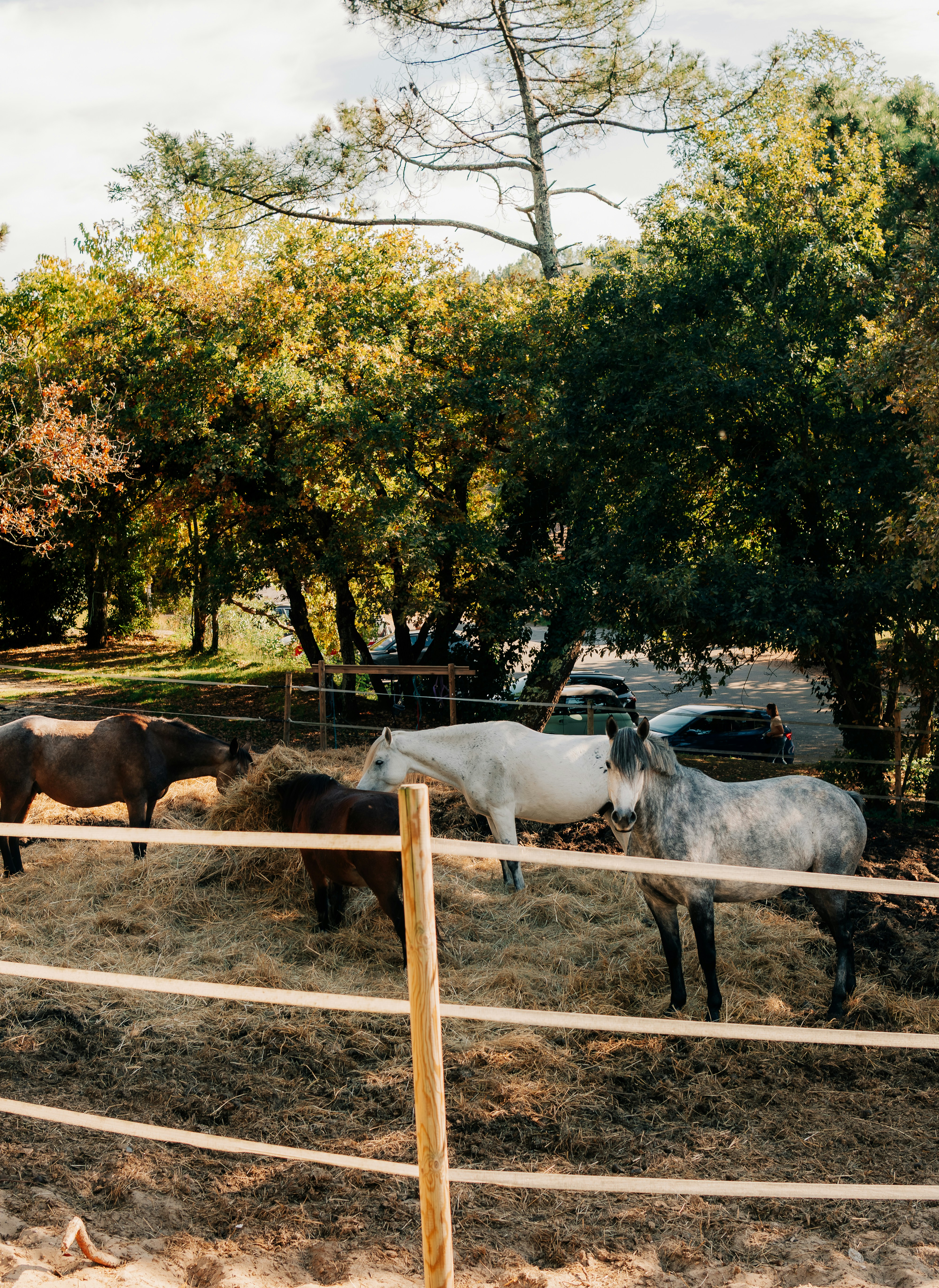 Pasture Portrait: Horses by the Timbered Fence at Dappled Afternoon