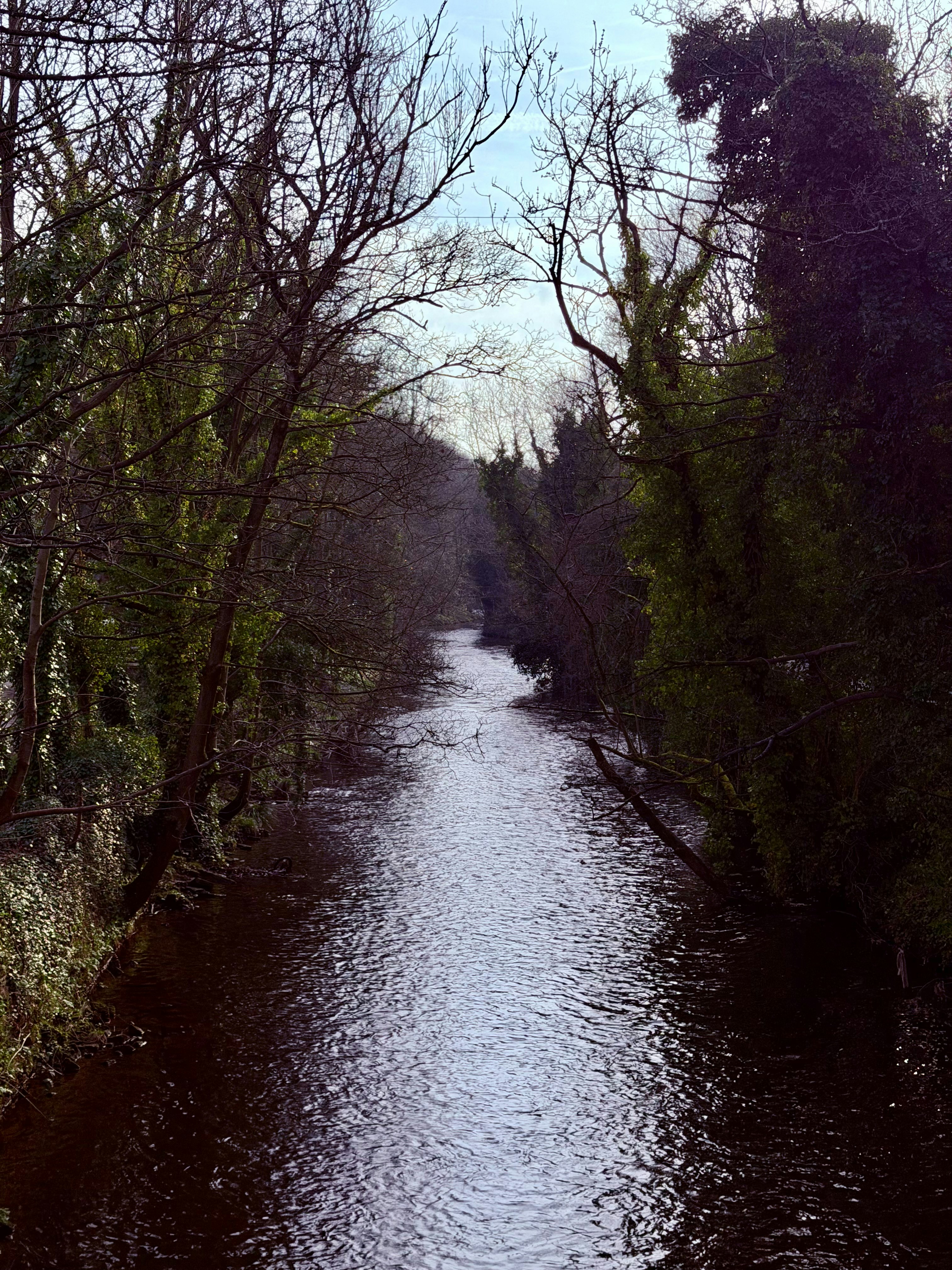 River Through the Winter Moss: A Narrow Channel of Quiet Light
