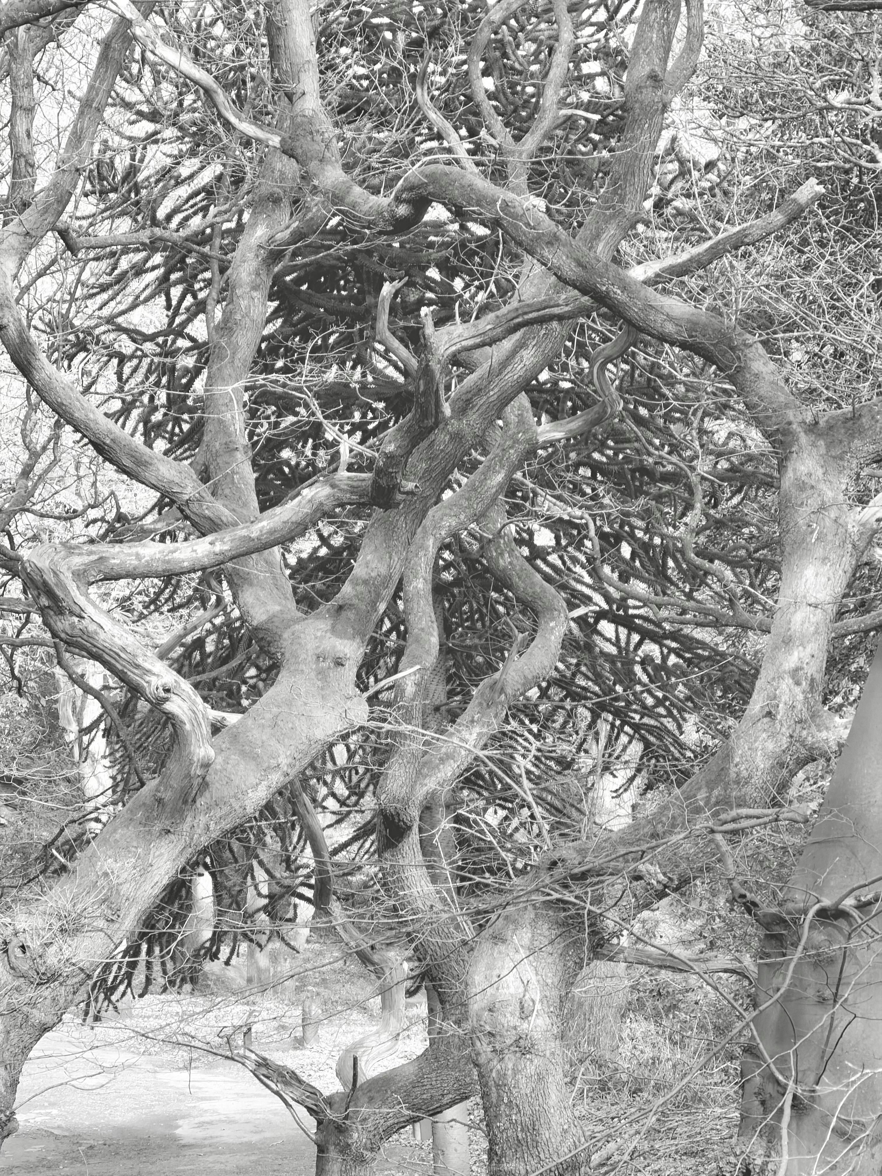 Entwined Silence: A Web of Branches at Dusk