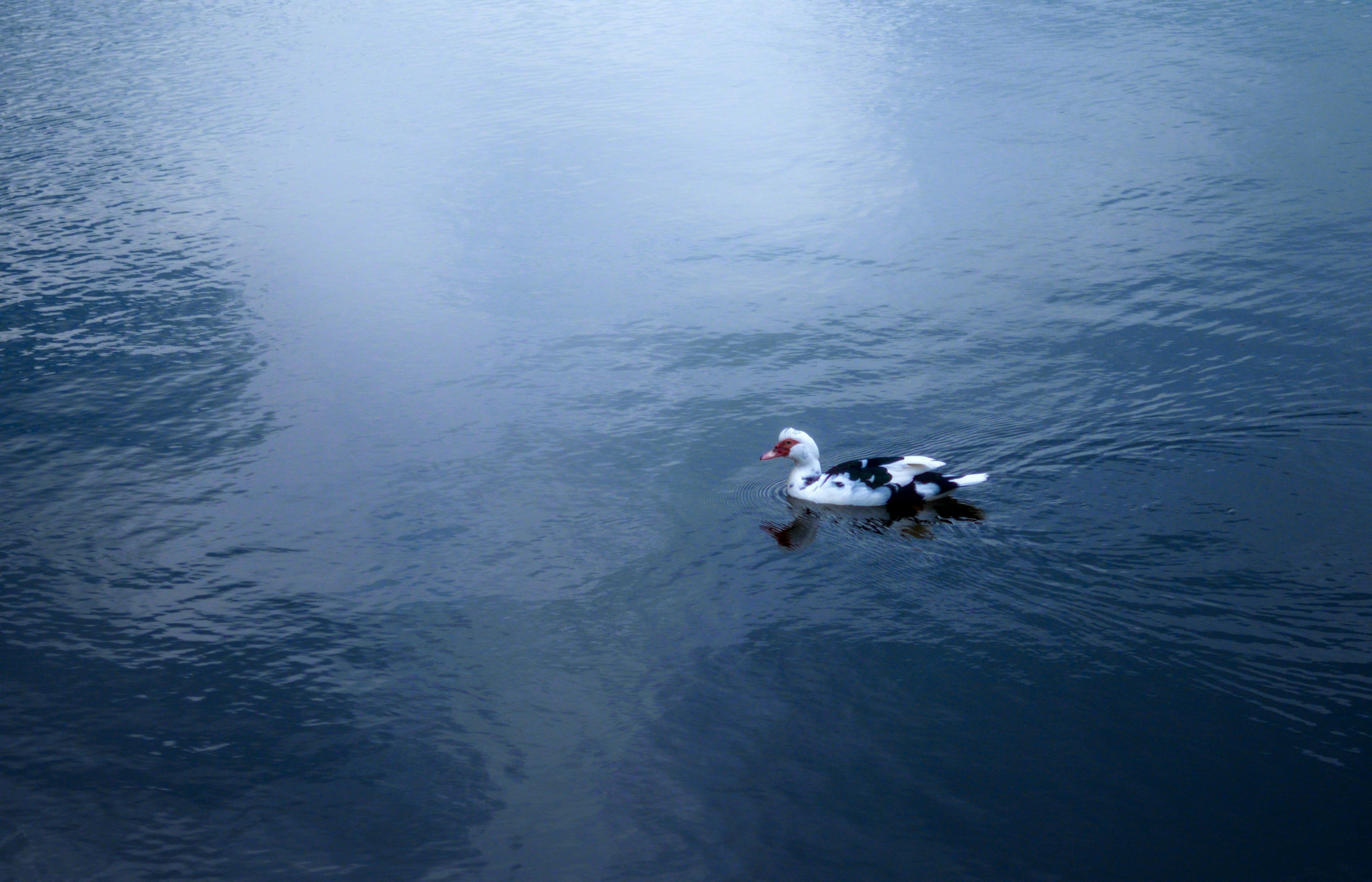 Distant Islander: A lone duck on glassy water