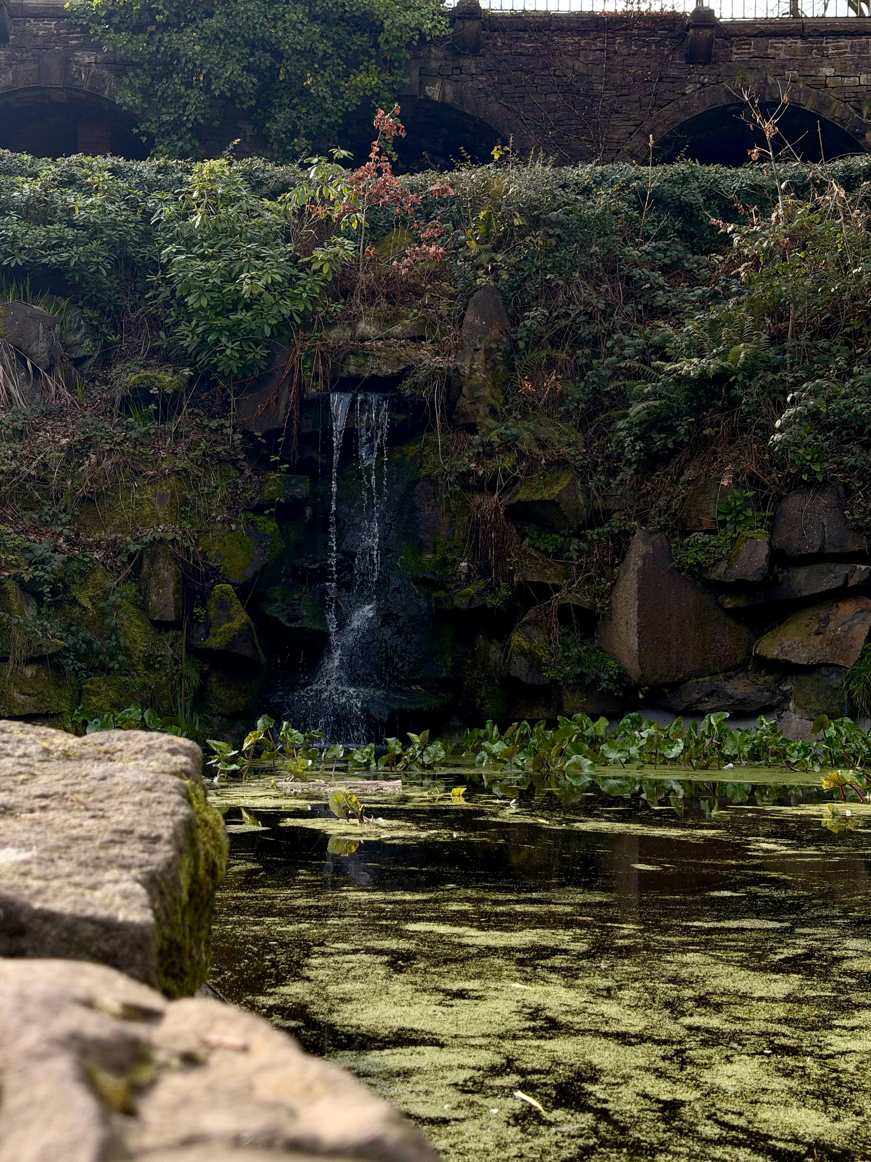 Waterfall fringe over stone wall: a tranquil, plant-draped scene by the pond
