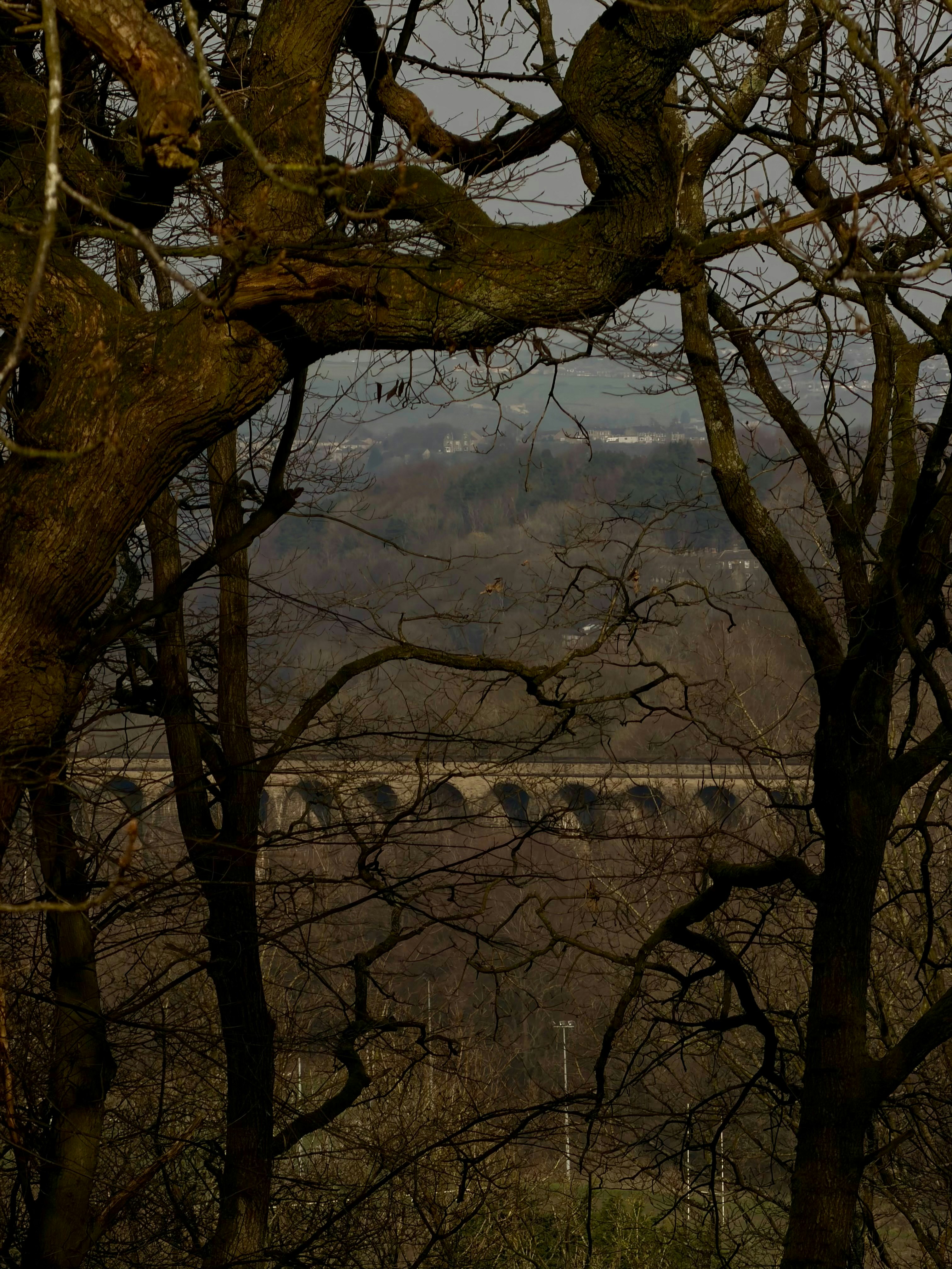 Through the Woven Branches to the Distant Viaduct