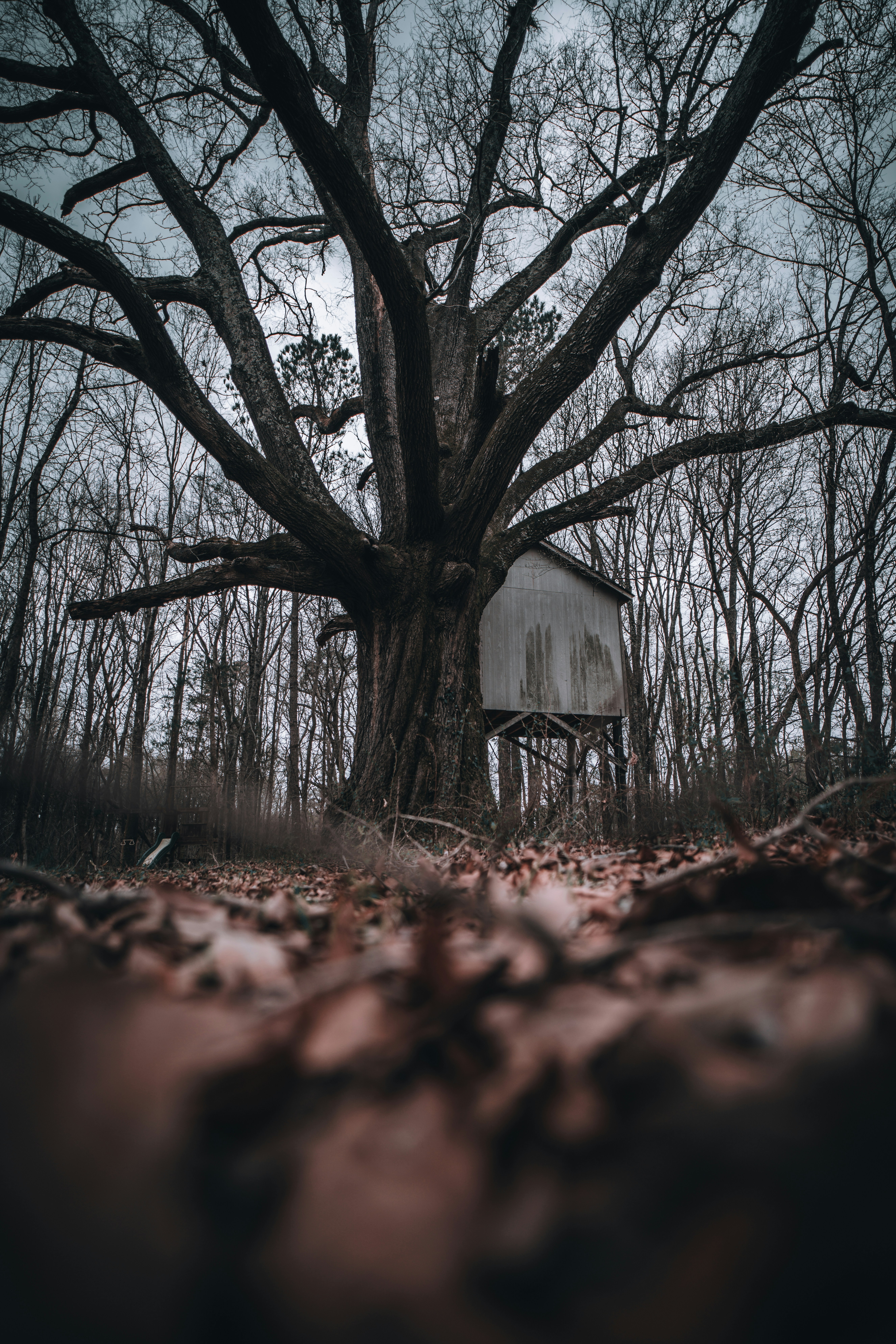 The Ancient Watchtower of the Drowsy Forest