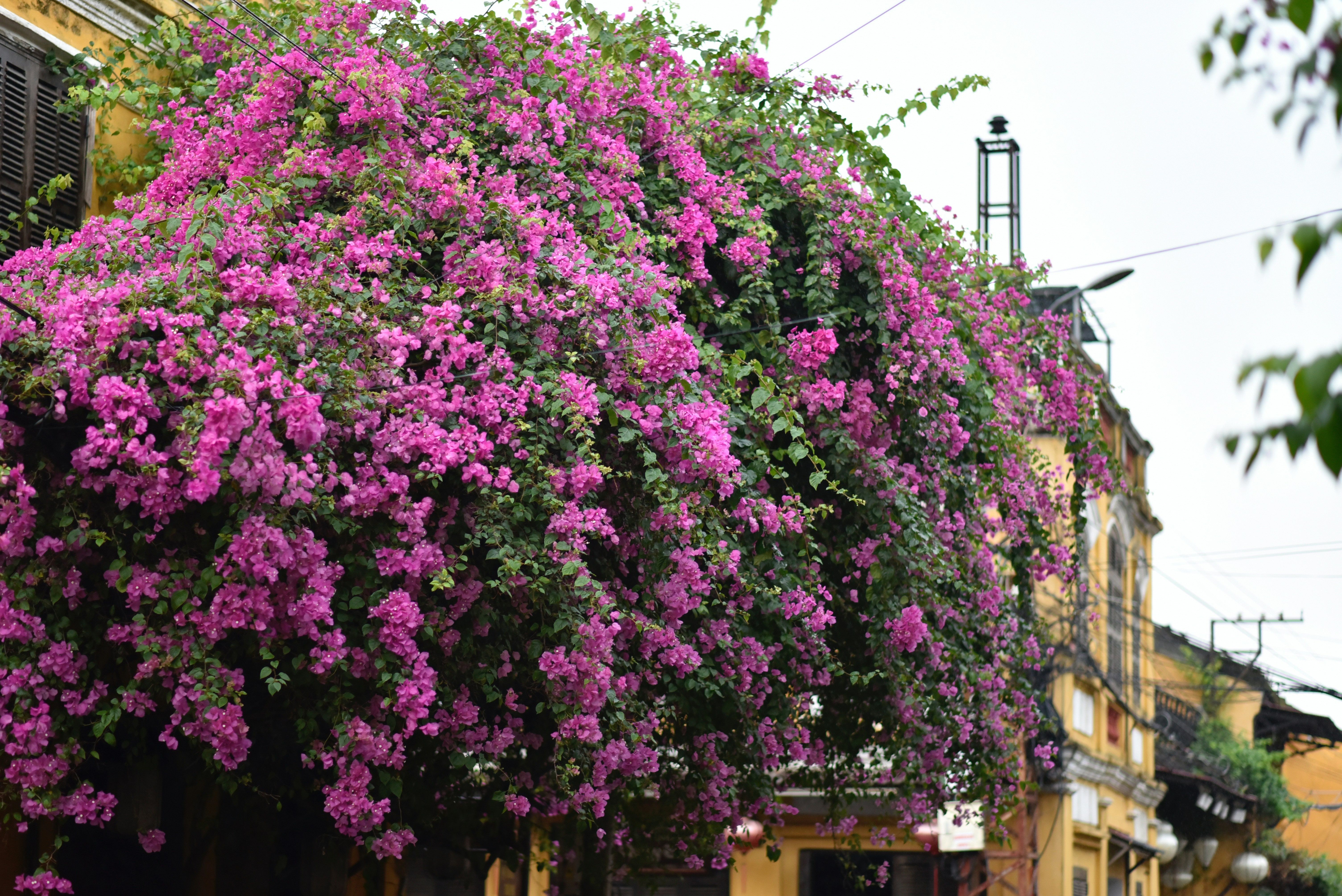 Bougainvillea Cascade Above a Sunlit Street