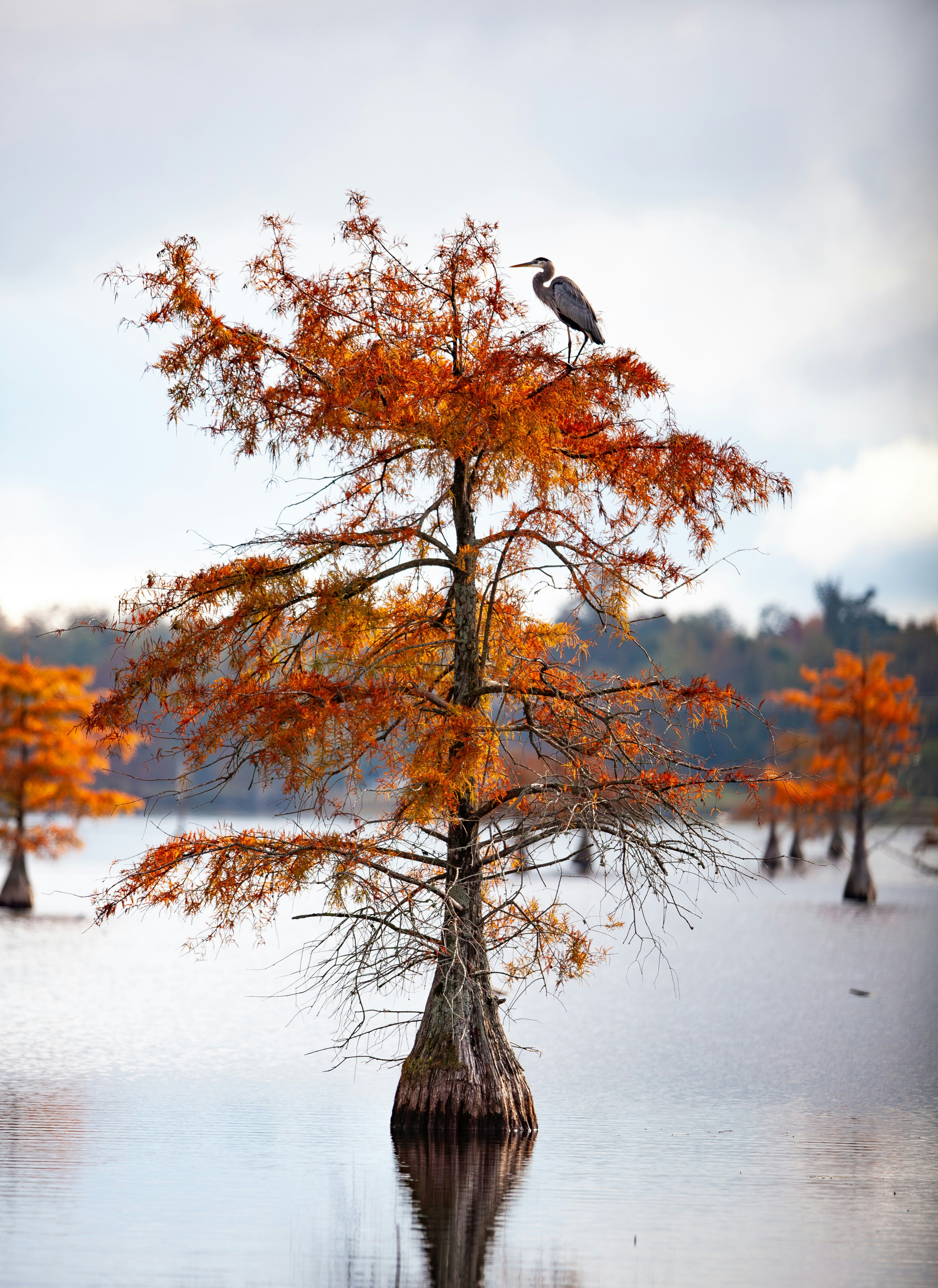Autumn Sentinel: A lone heron perched on a orange-lit cypress amid a quiet lake