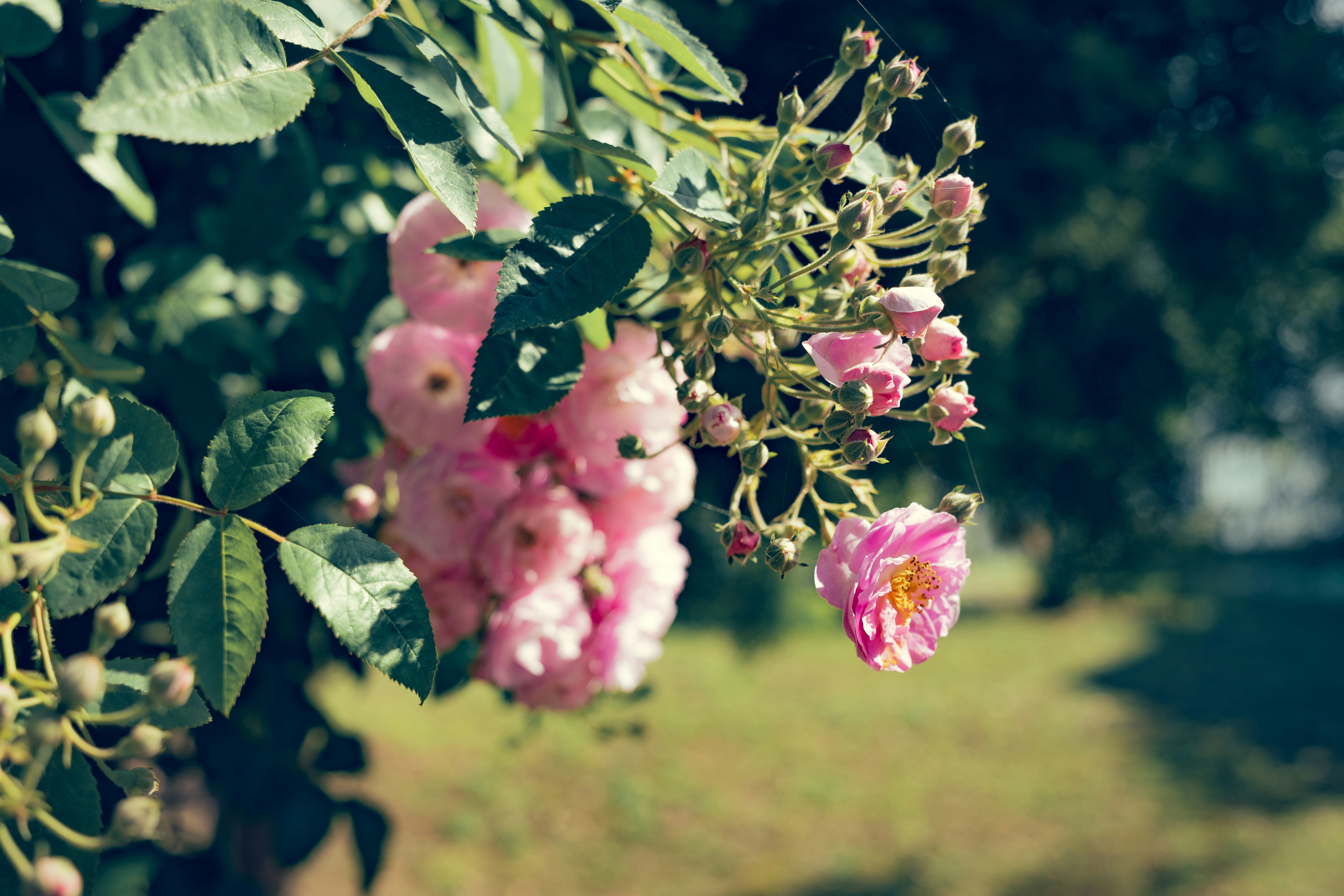 Blush Blooms in Soft Focus