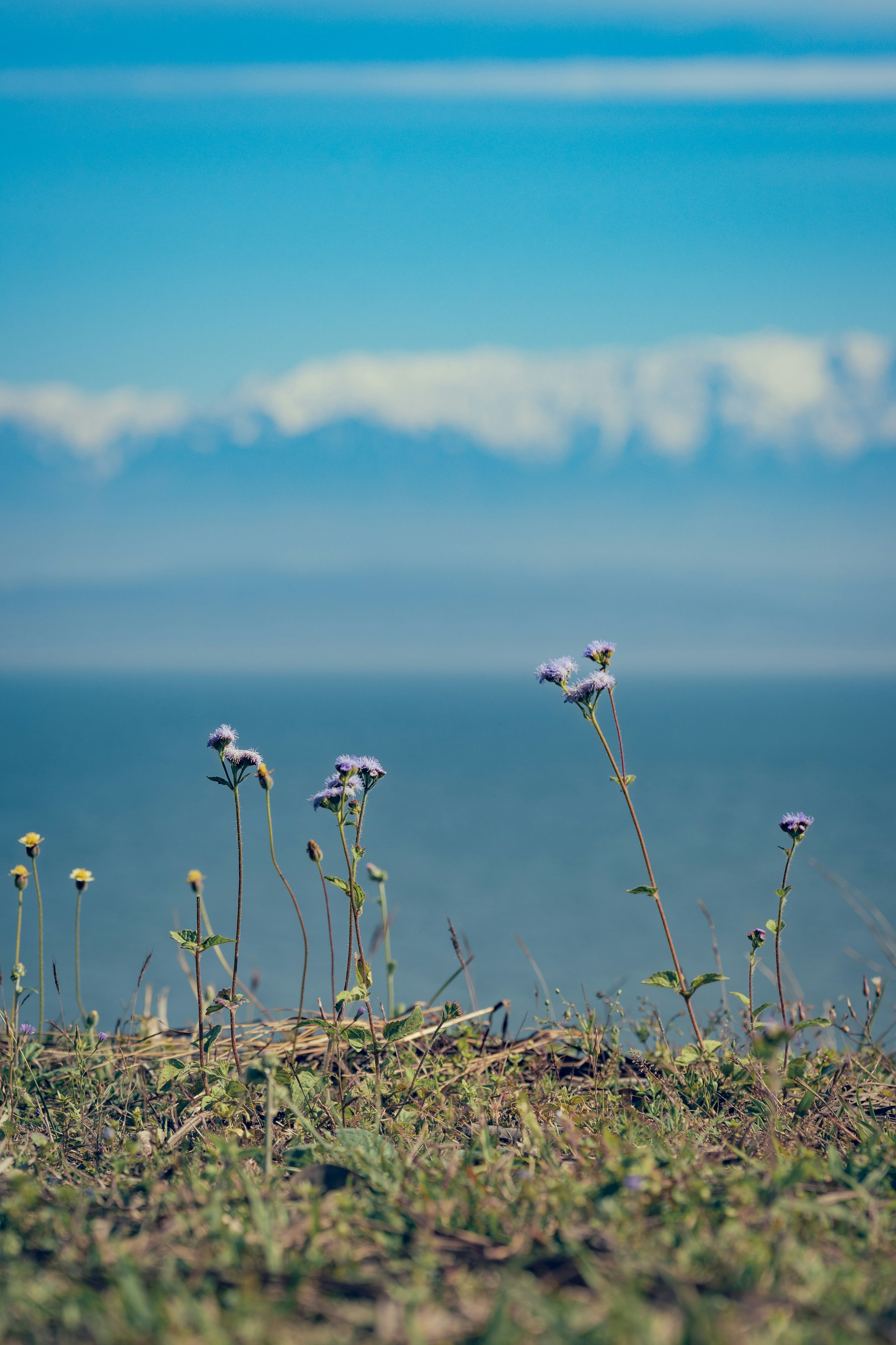 Horizon bloom: wildflowers braving the coastal wind