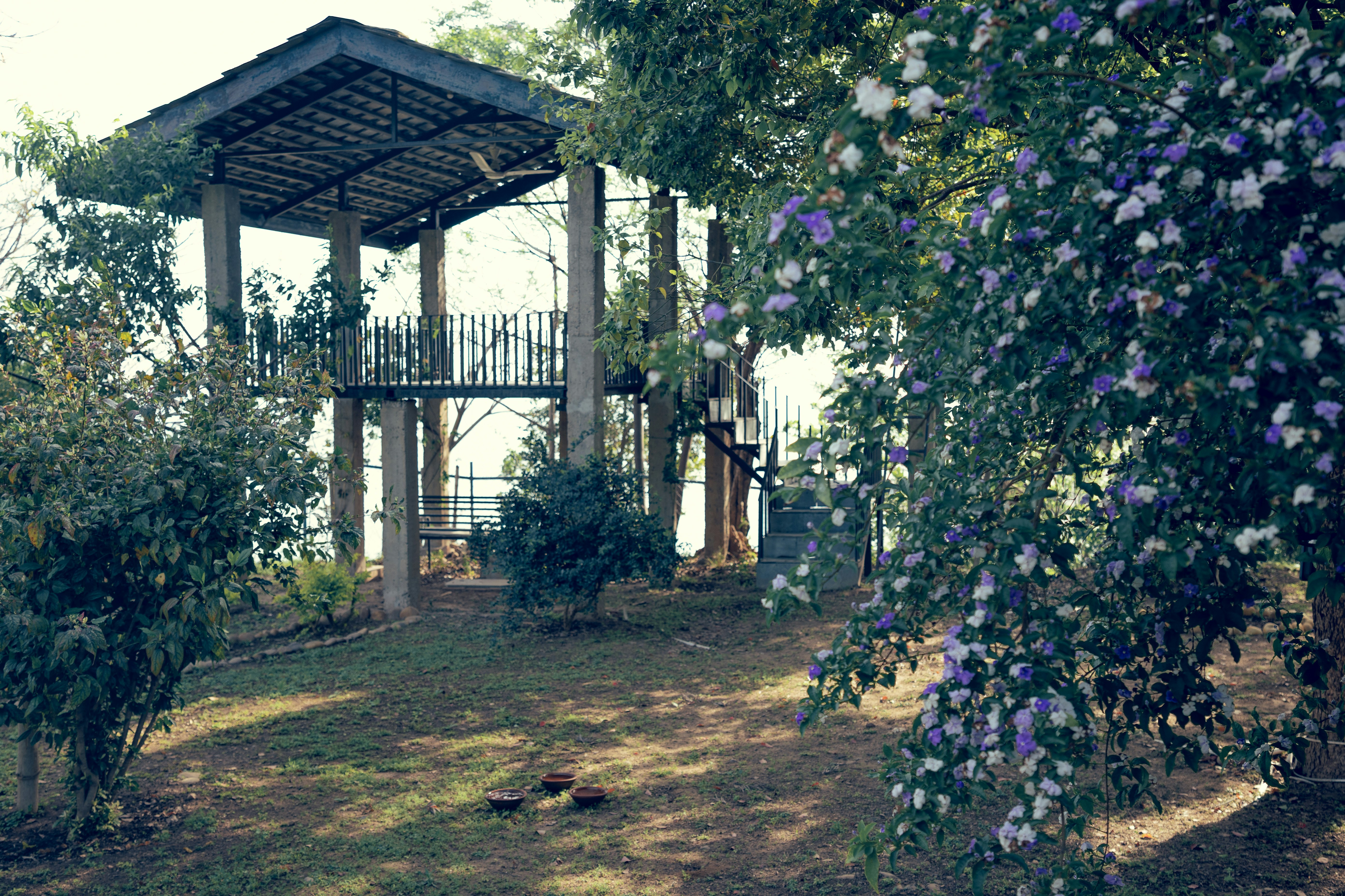 Porch Bloom: A Quiet Garden with Purple Vines and a Shaded Veranda