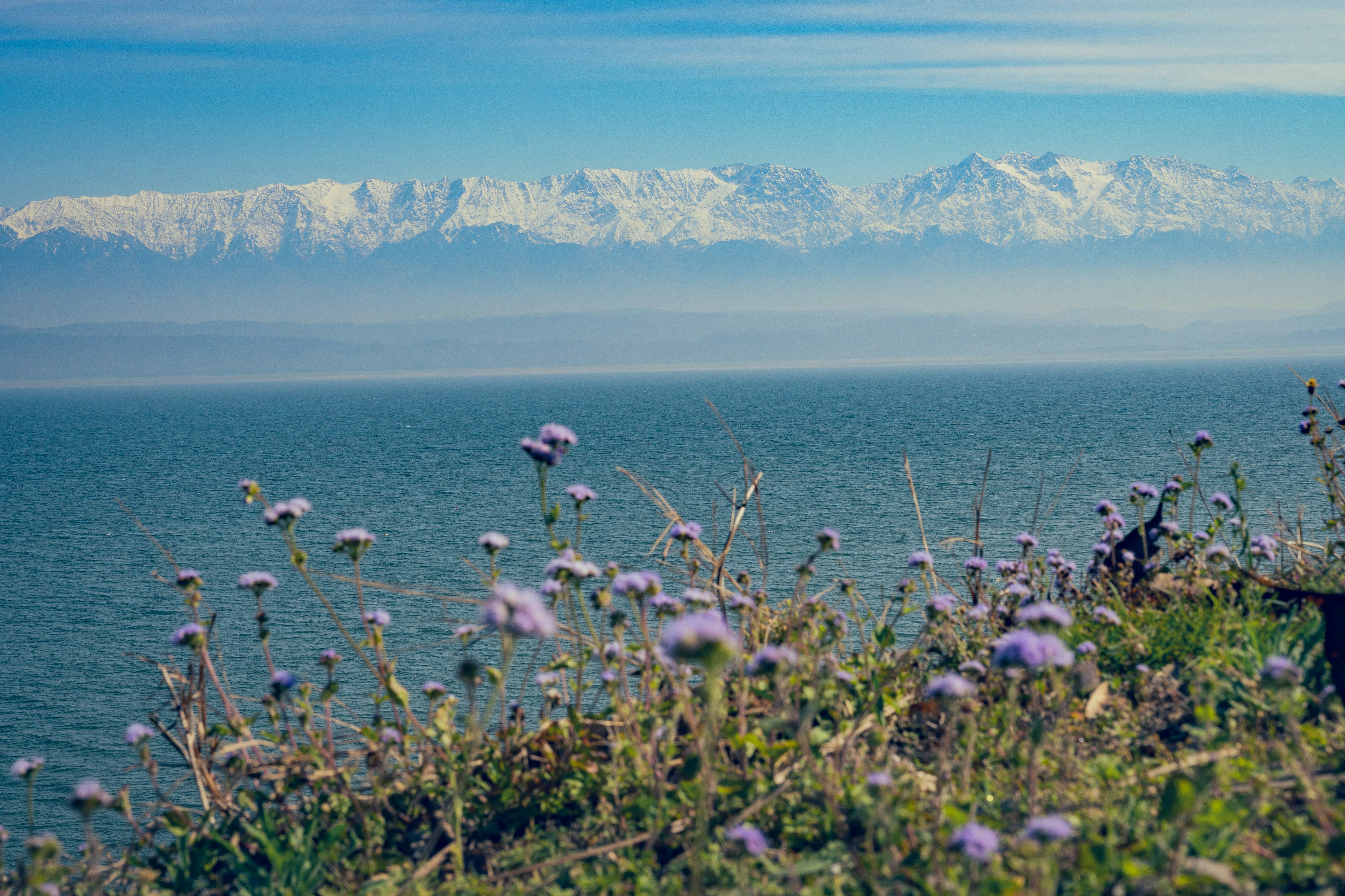 Purple bloom meadows at the edge of a distant snow‑capped horizon