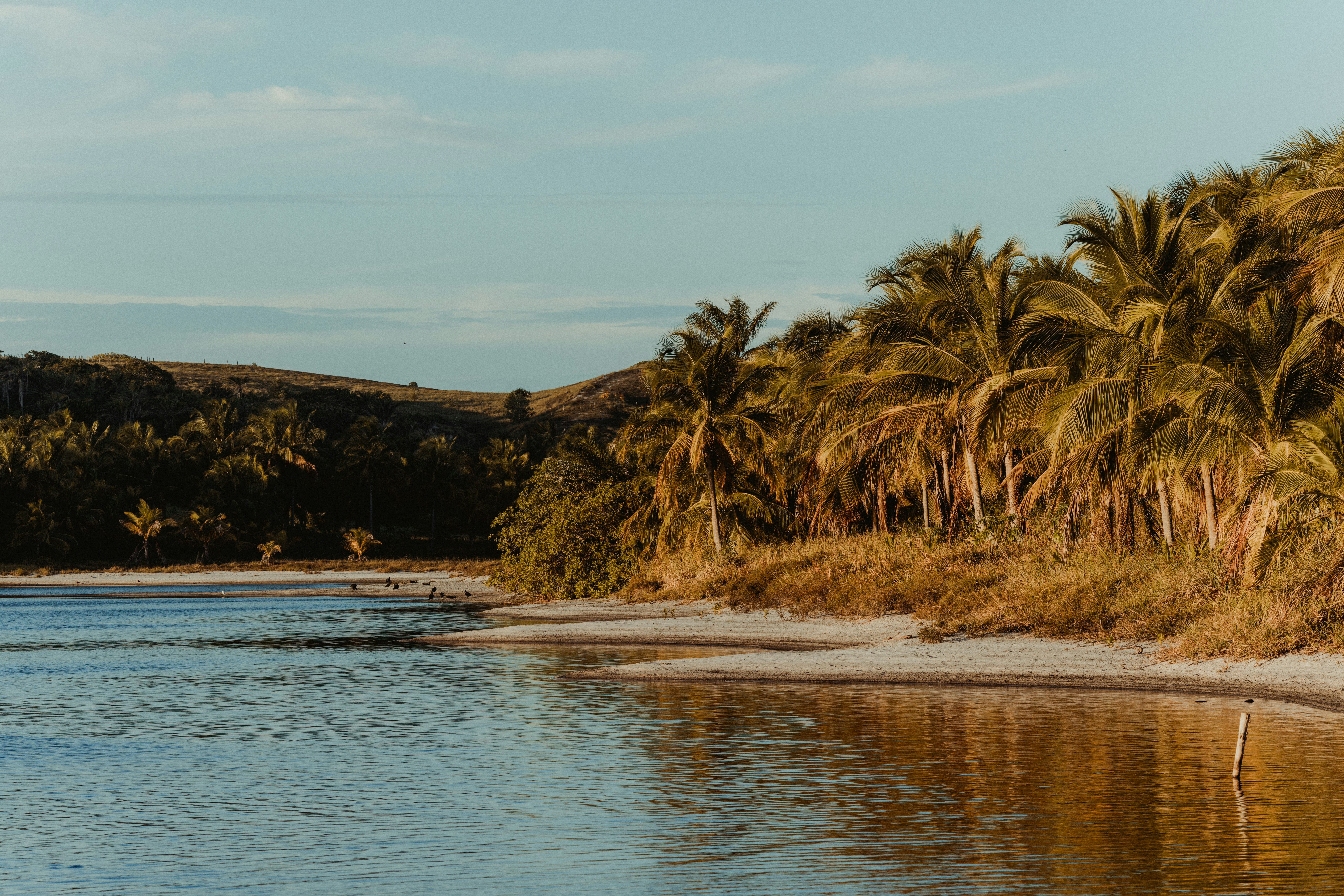 Sunlit shoreline with palm-dotted dunes at golden hour