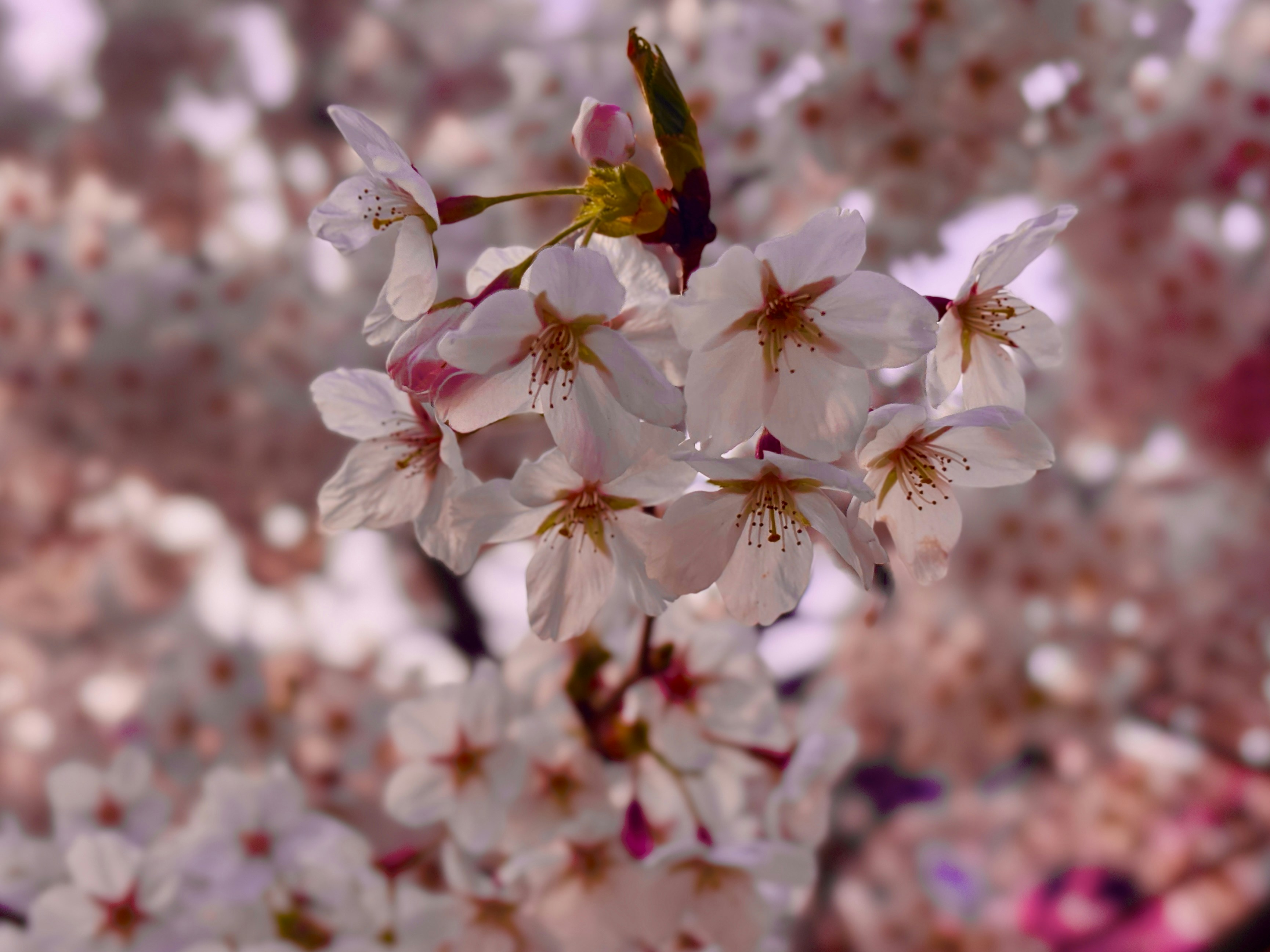 Blossoms in Soft Focus: Pink Petals Framing a Gentle Center
