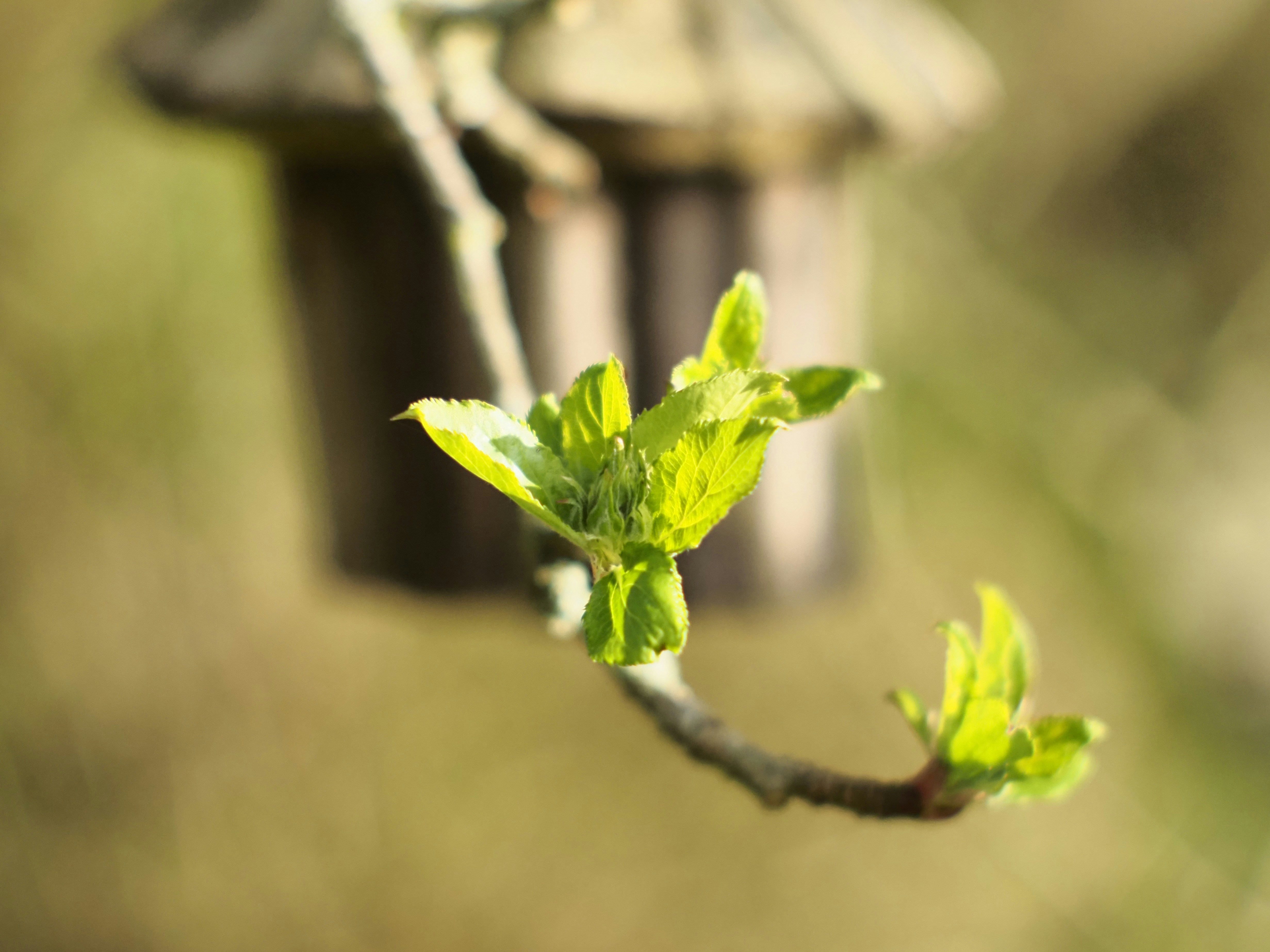 Emerald Sprout on a Gentle Branch