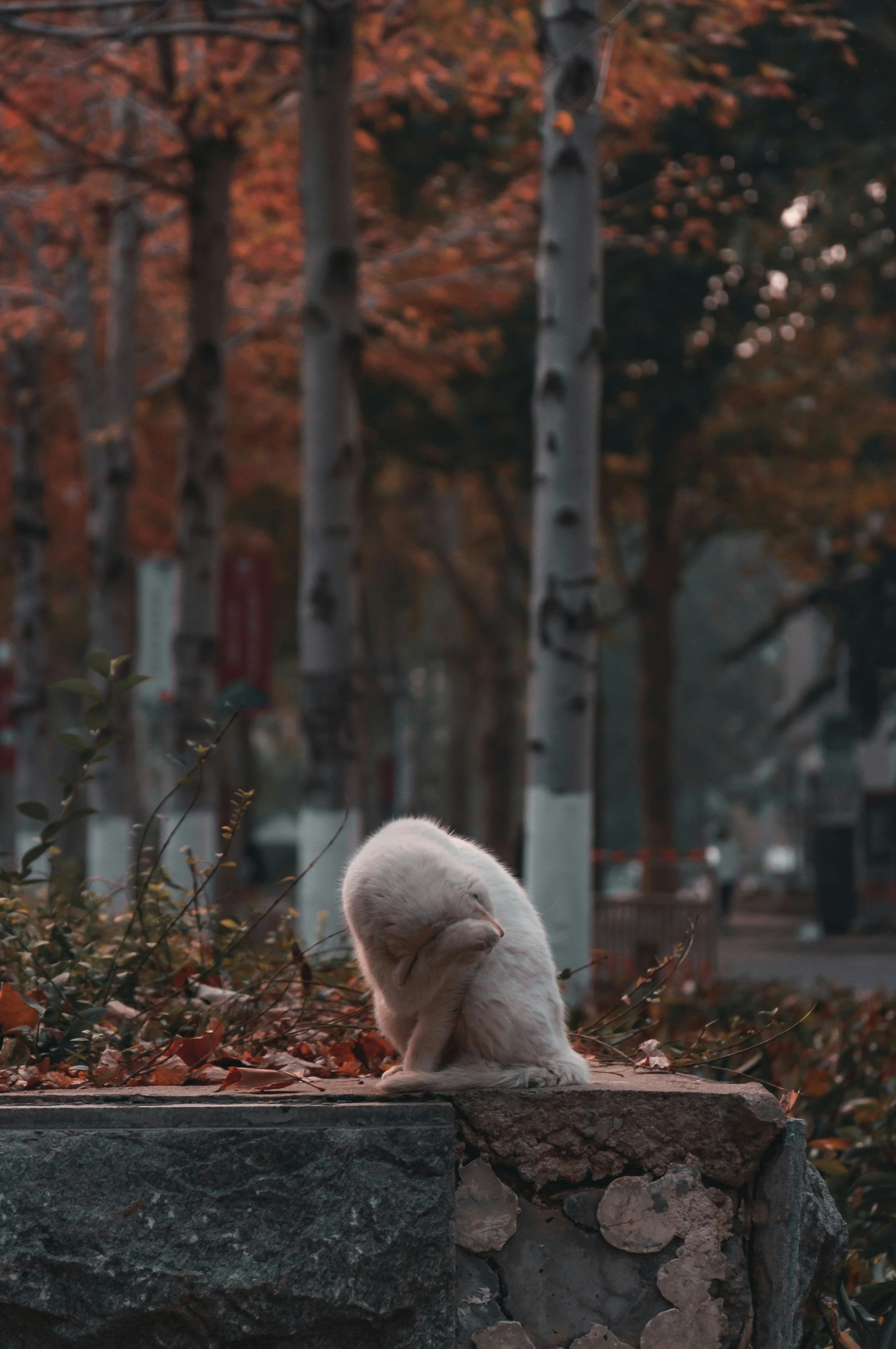 Moonlit Kitty in Autumn Quiet
