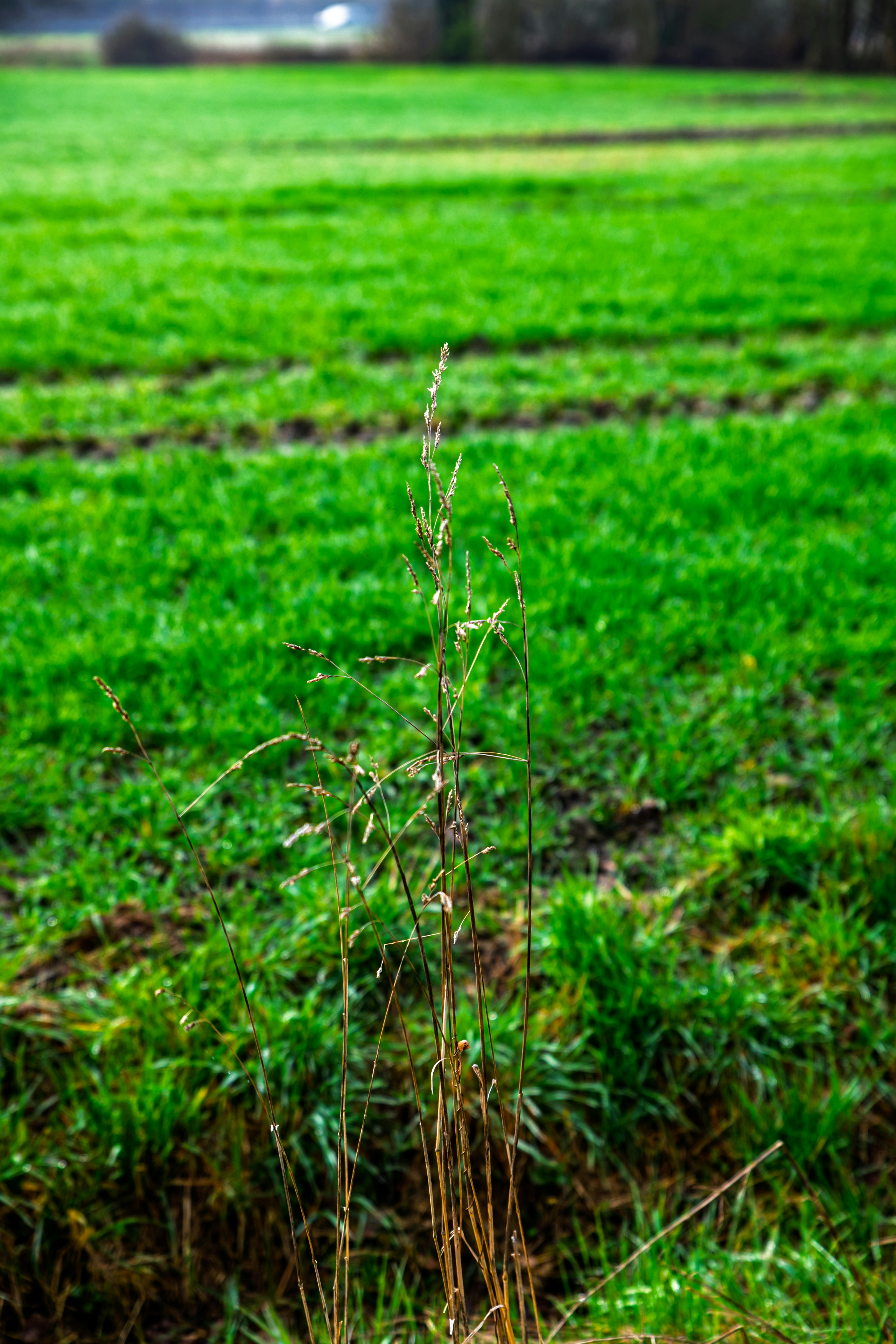 Grass Field in Focus: A lone stem Reaches into the Sunlit Greens