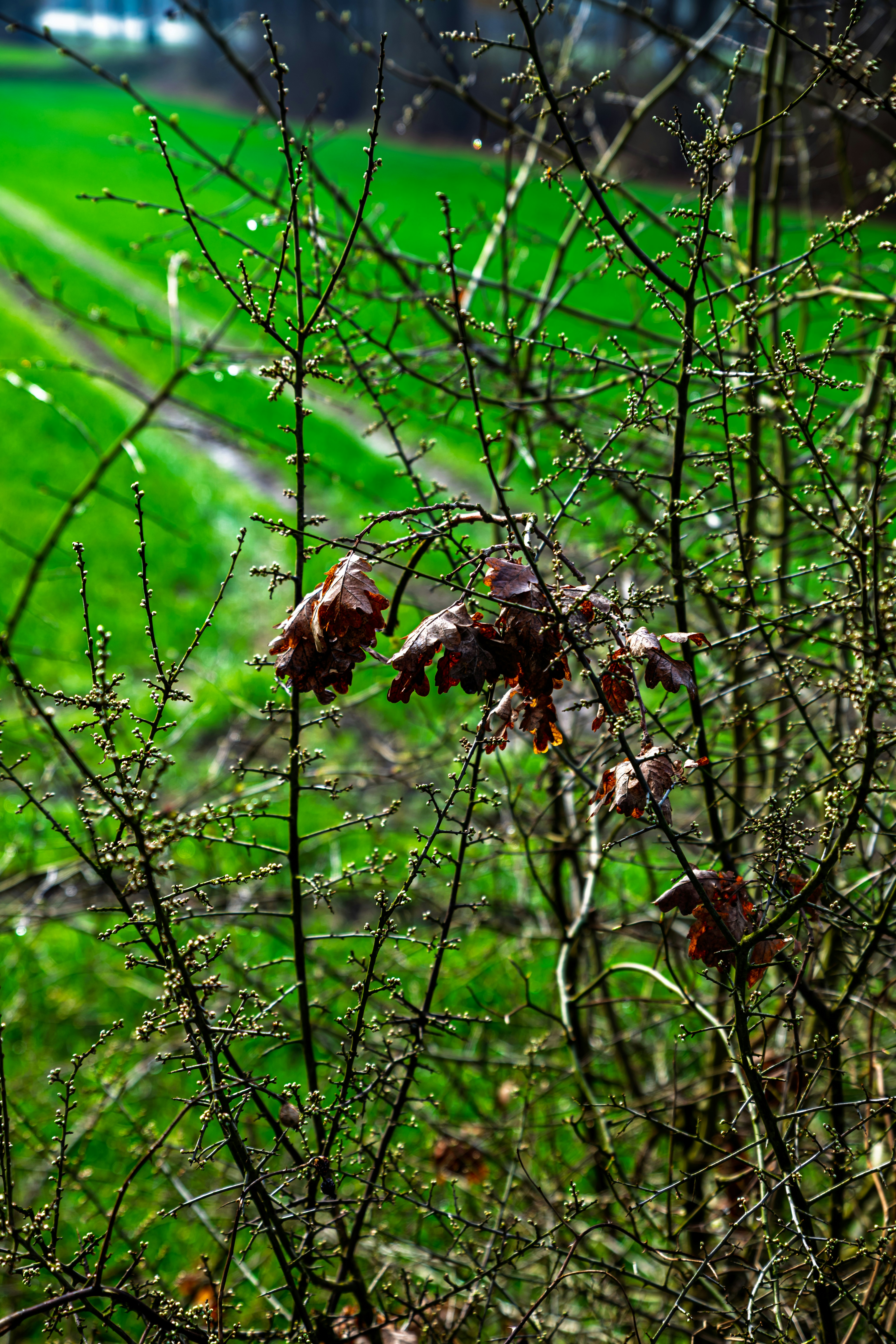 Thorny Threads of Spring: Barren Branches Against Verdant Field