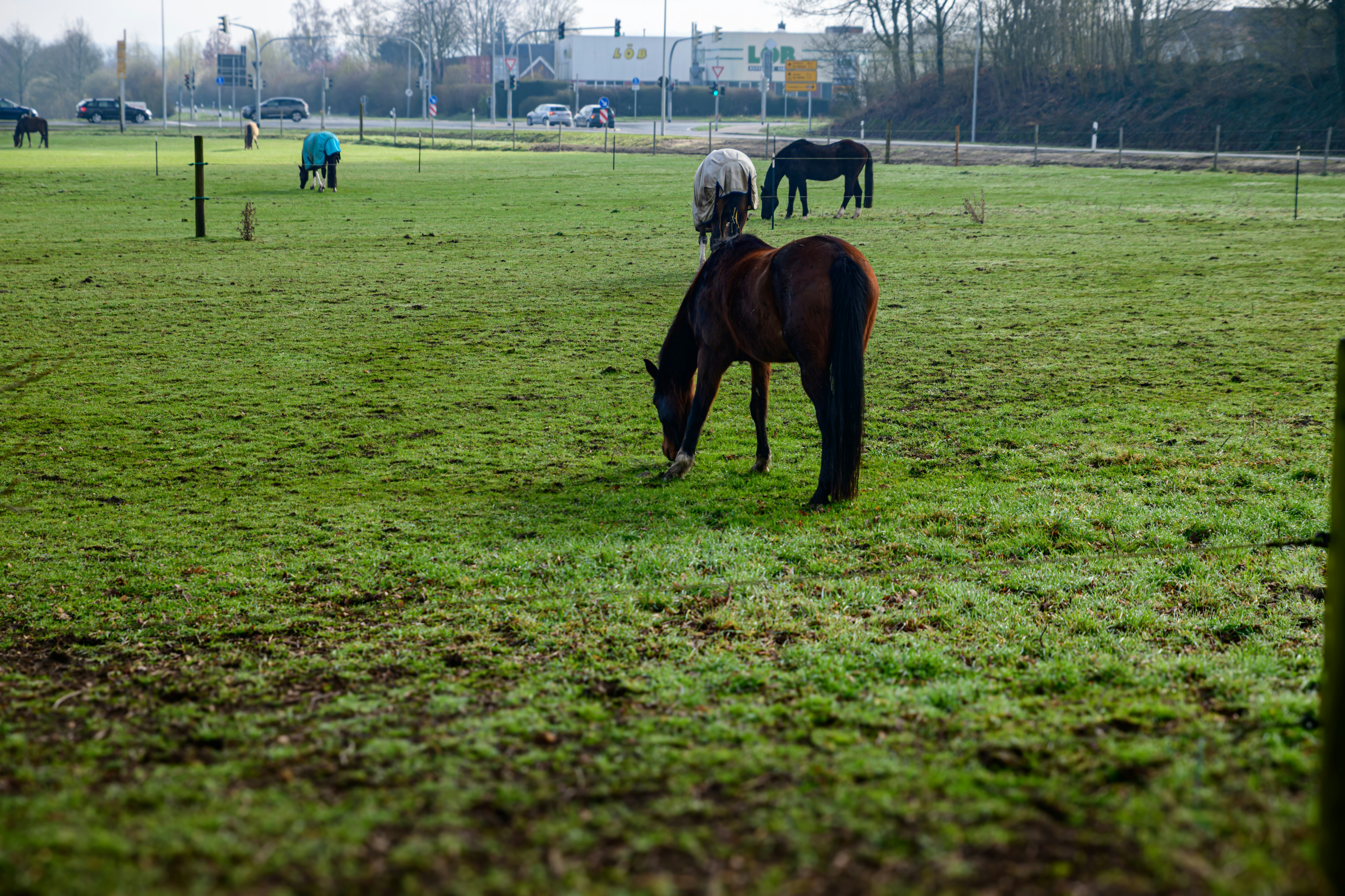 Pasture Portrait: A lone horse Grazes under a gray sky near a roadside