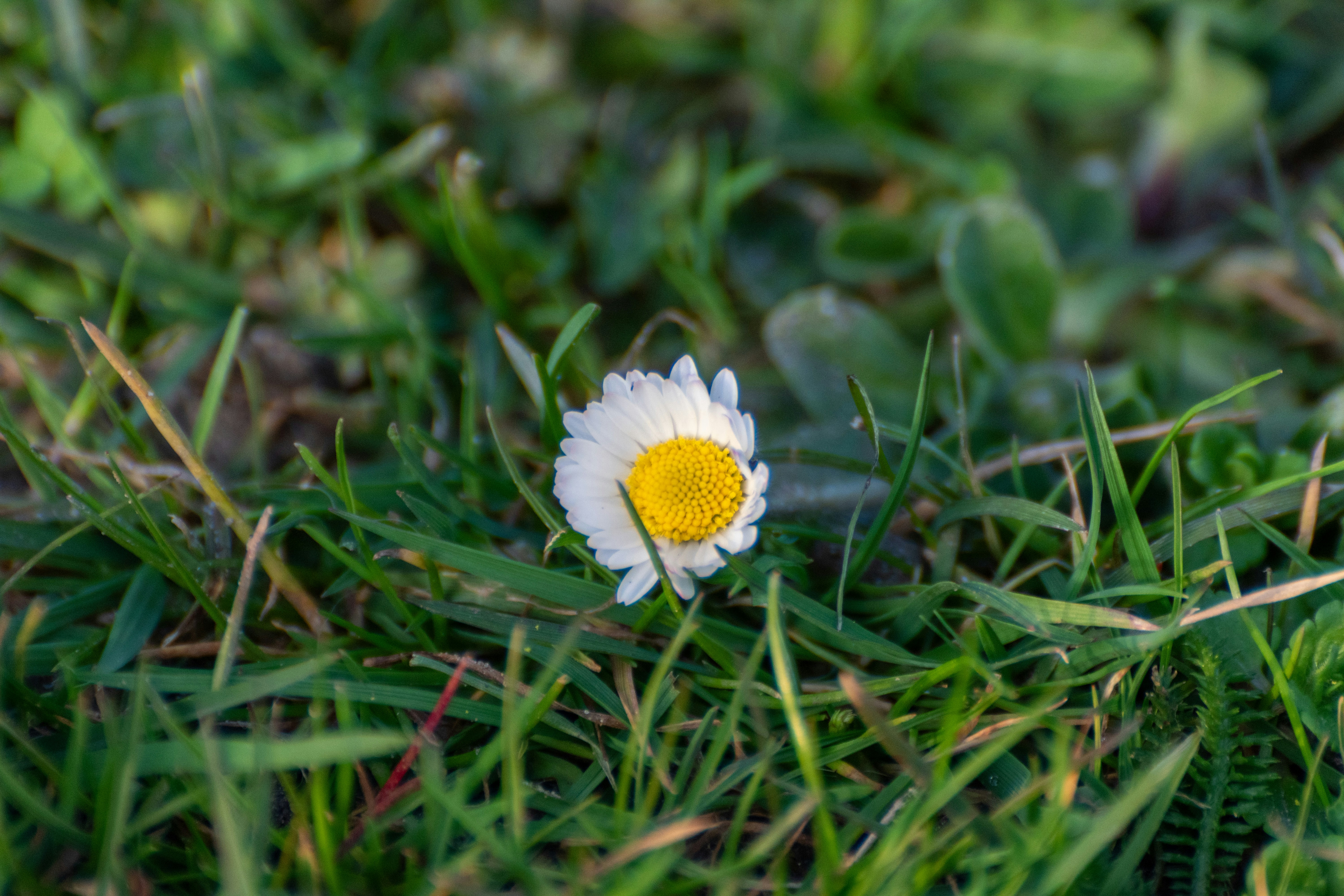 A Lone Daisy in a Sea of Grass