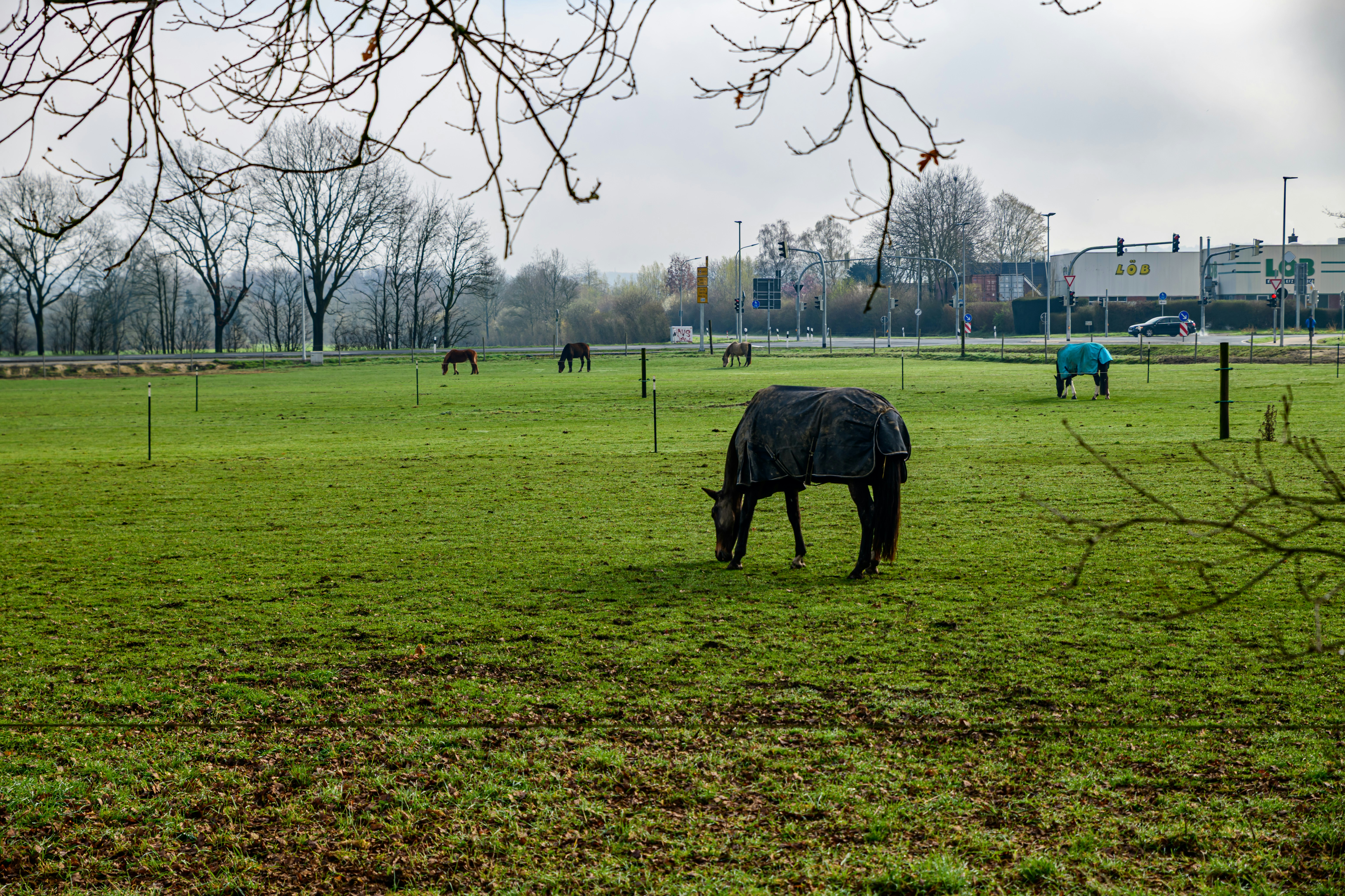 Grazing Horses Beyond a Quiet Park Field