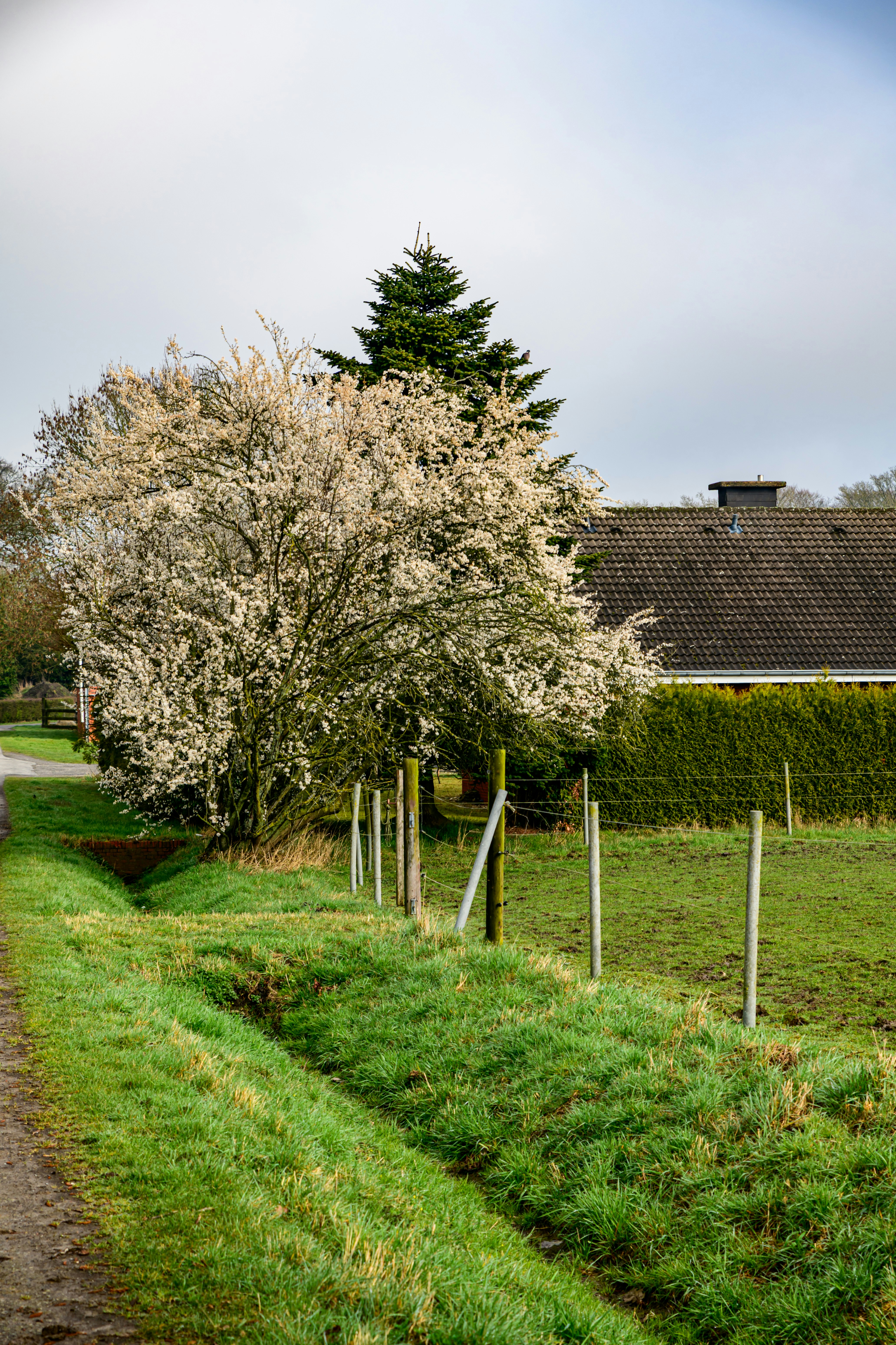 Blossoming White Tree by the Fenced Field Road