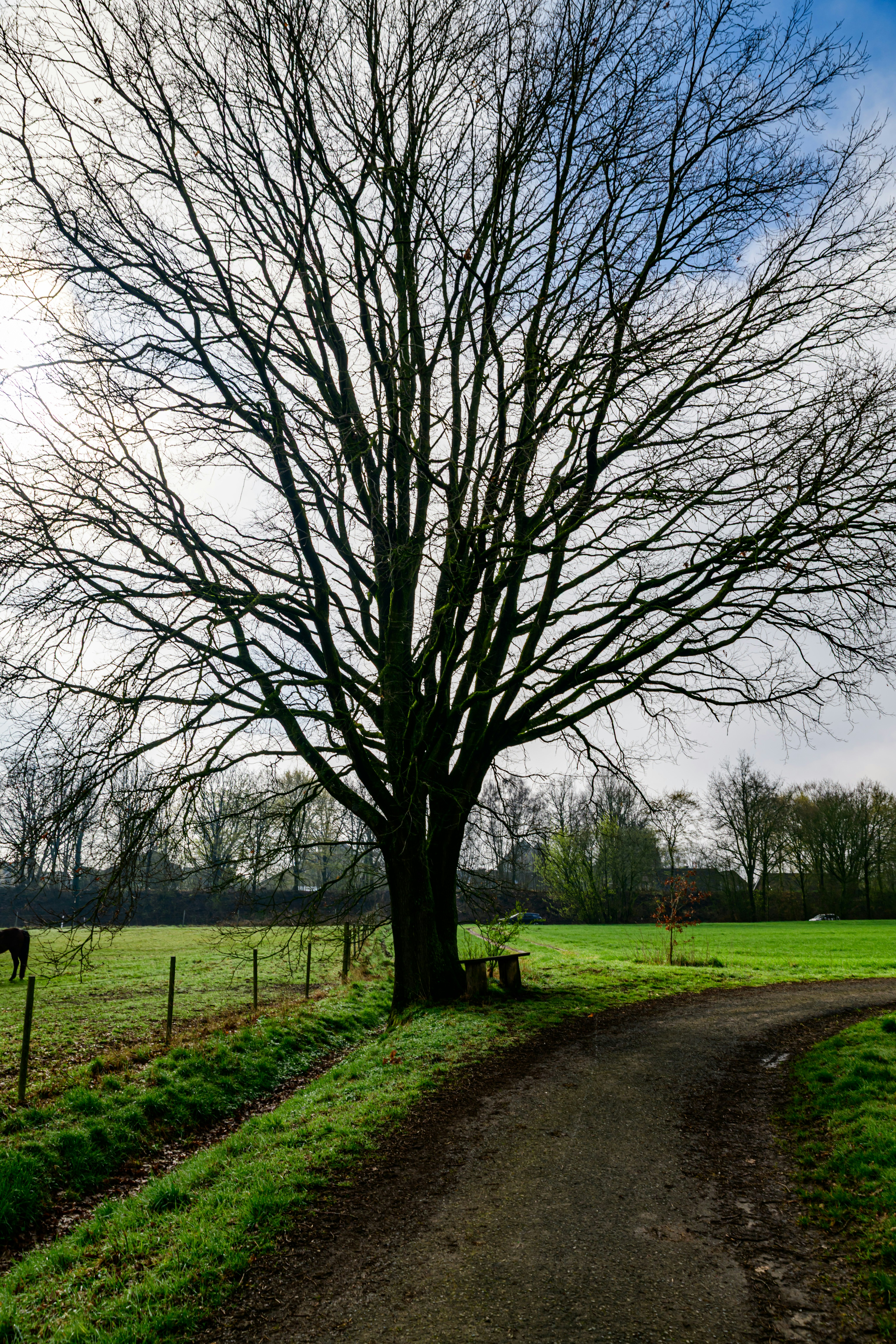 Central Tree guardian of the winding path