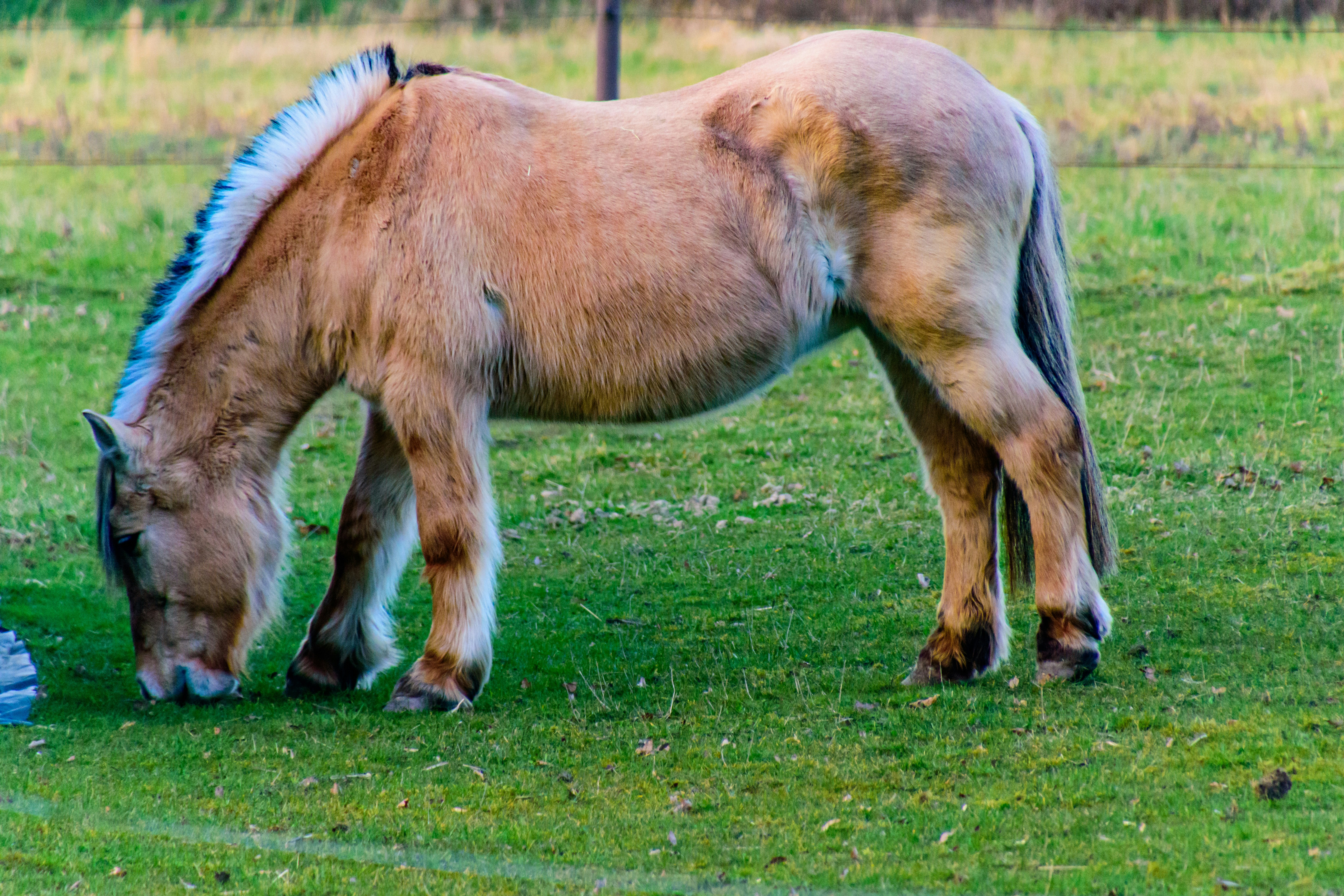 Grazing Grace: A Pricked Ear Portrait in Open Pasture