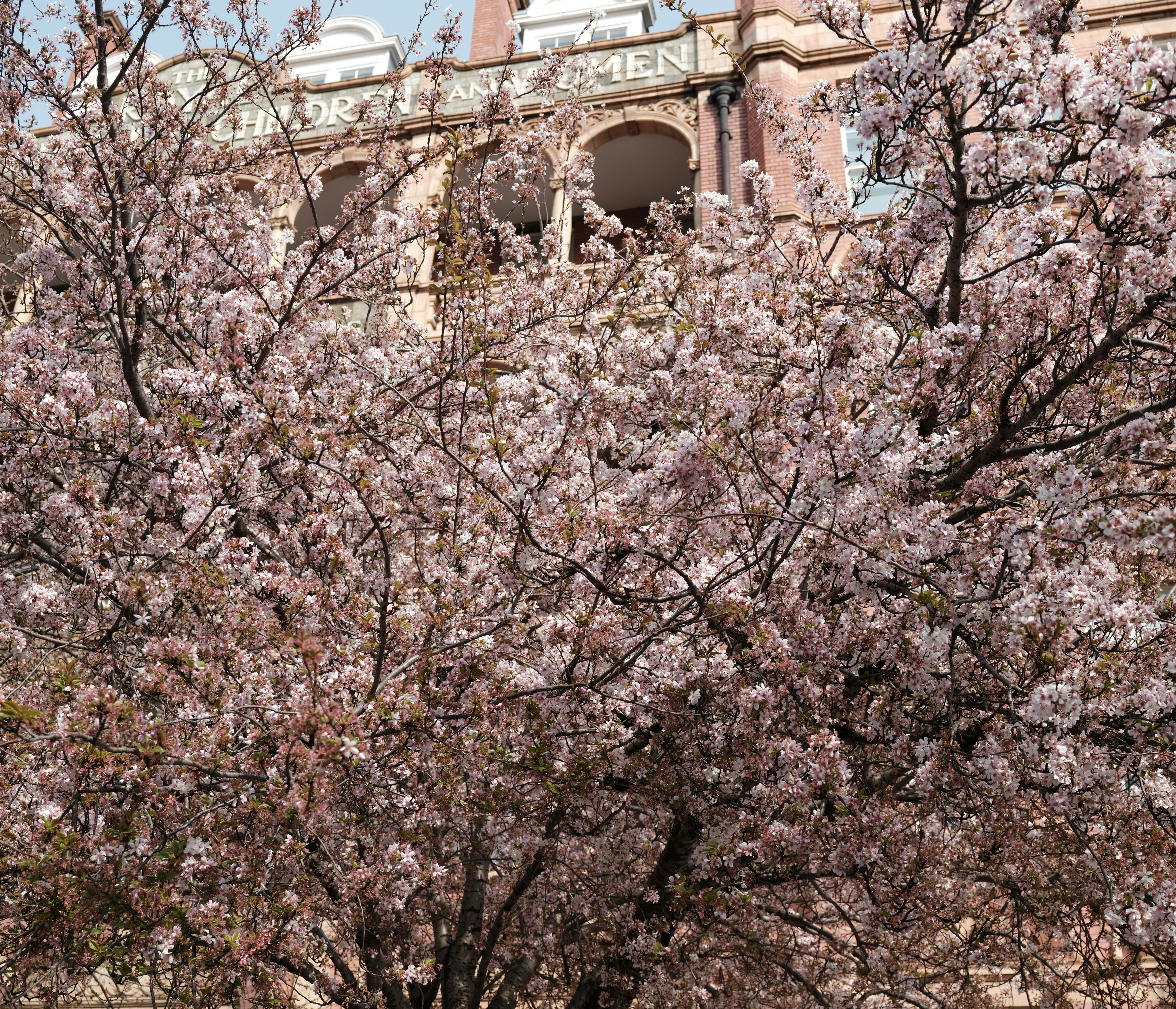 Blossoms Veiling a Grand Facade