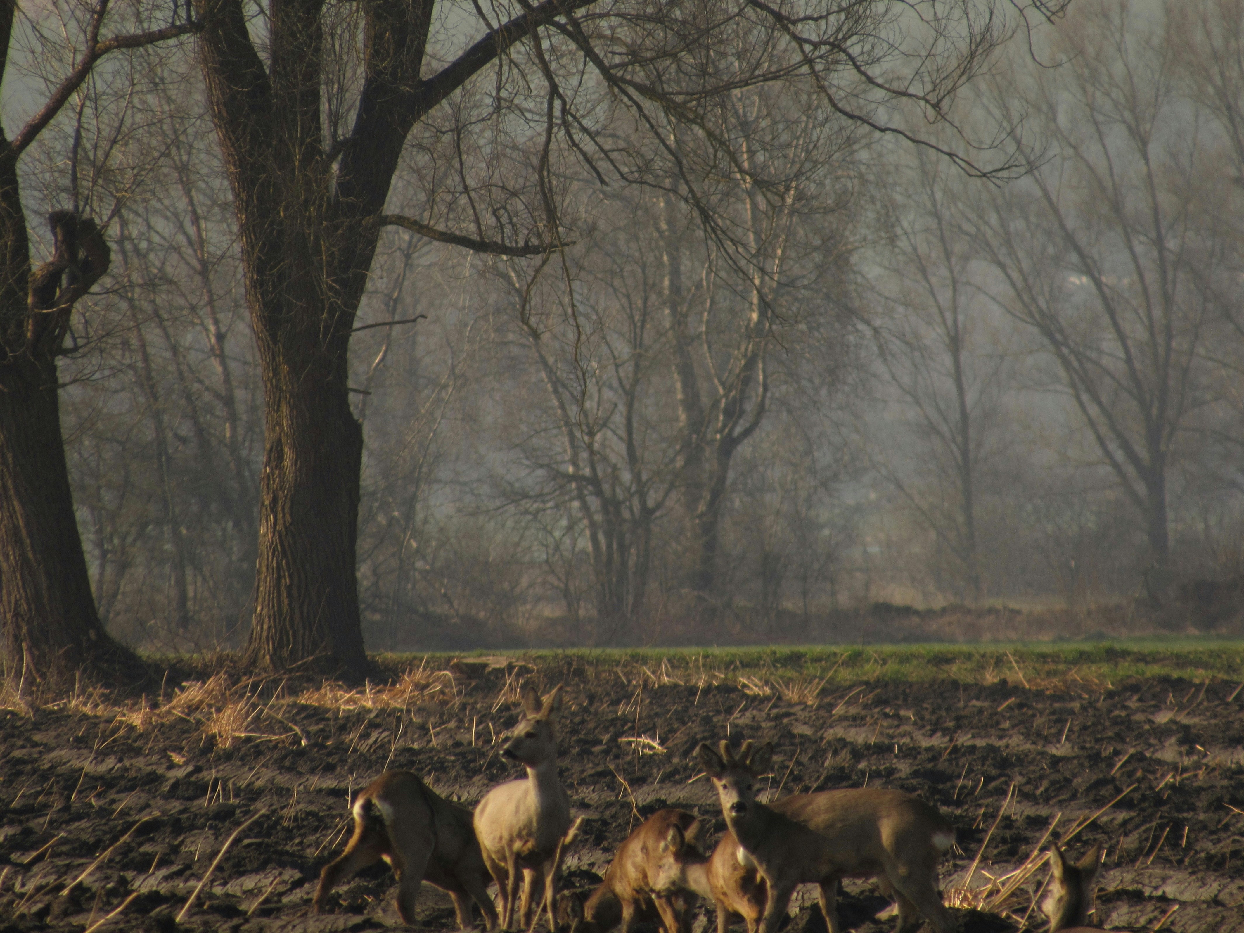 Distant Pack at the Edge of a Misty Field