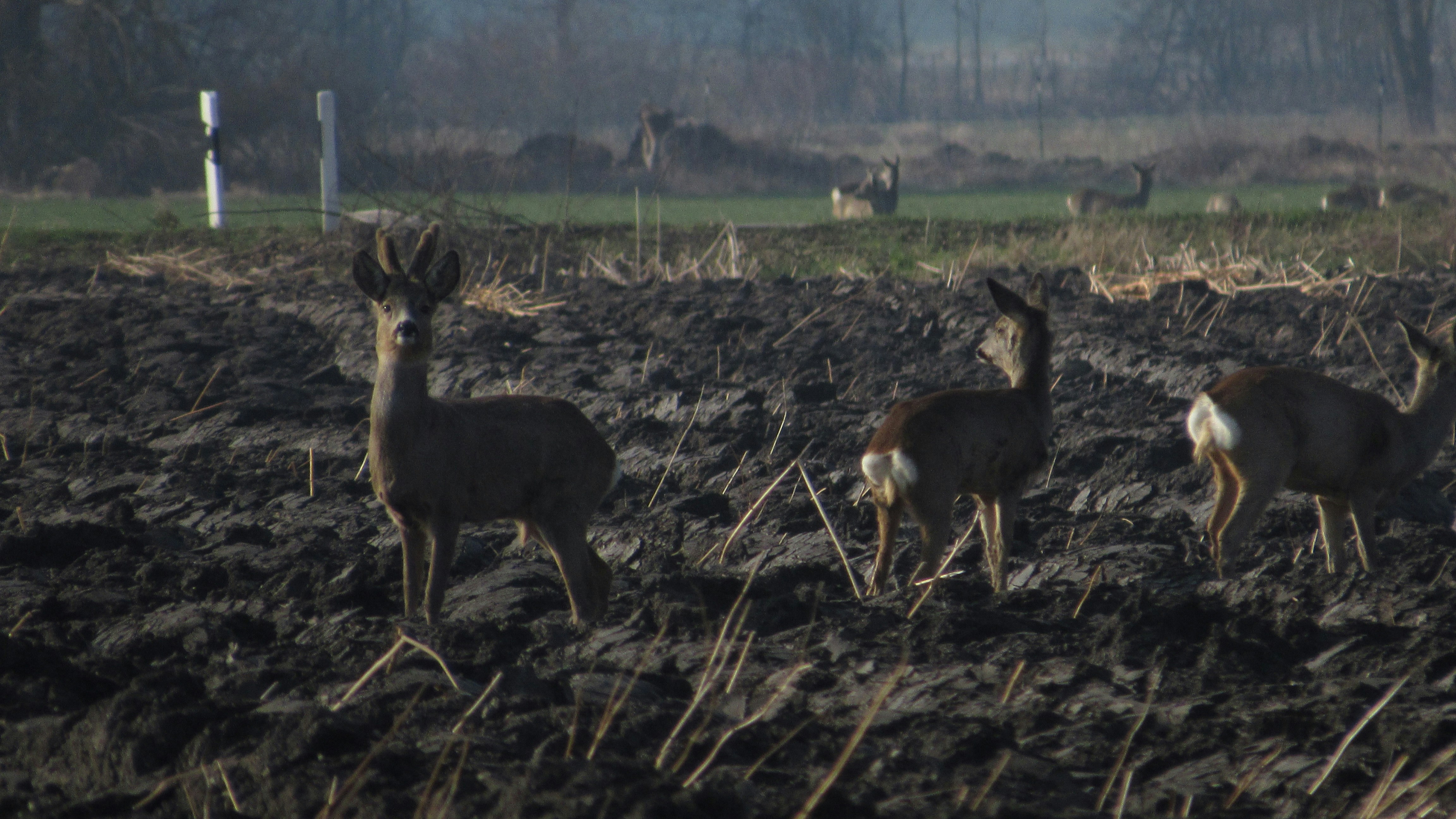 Muddy Field Watchers: A Small Herd Marking Time at Dusk