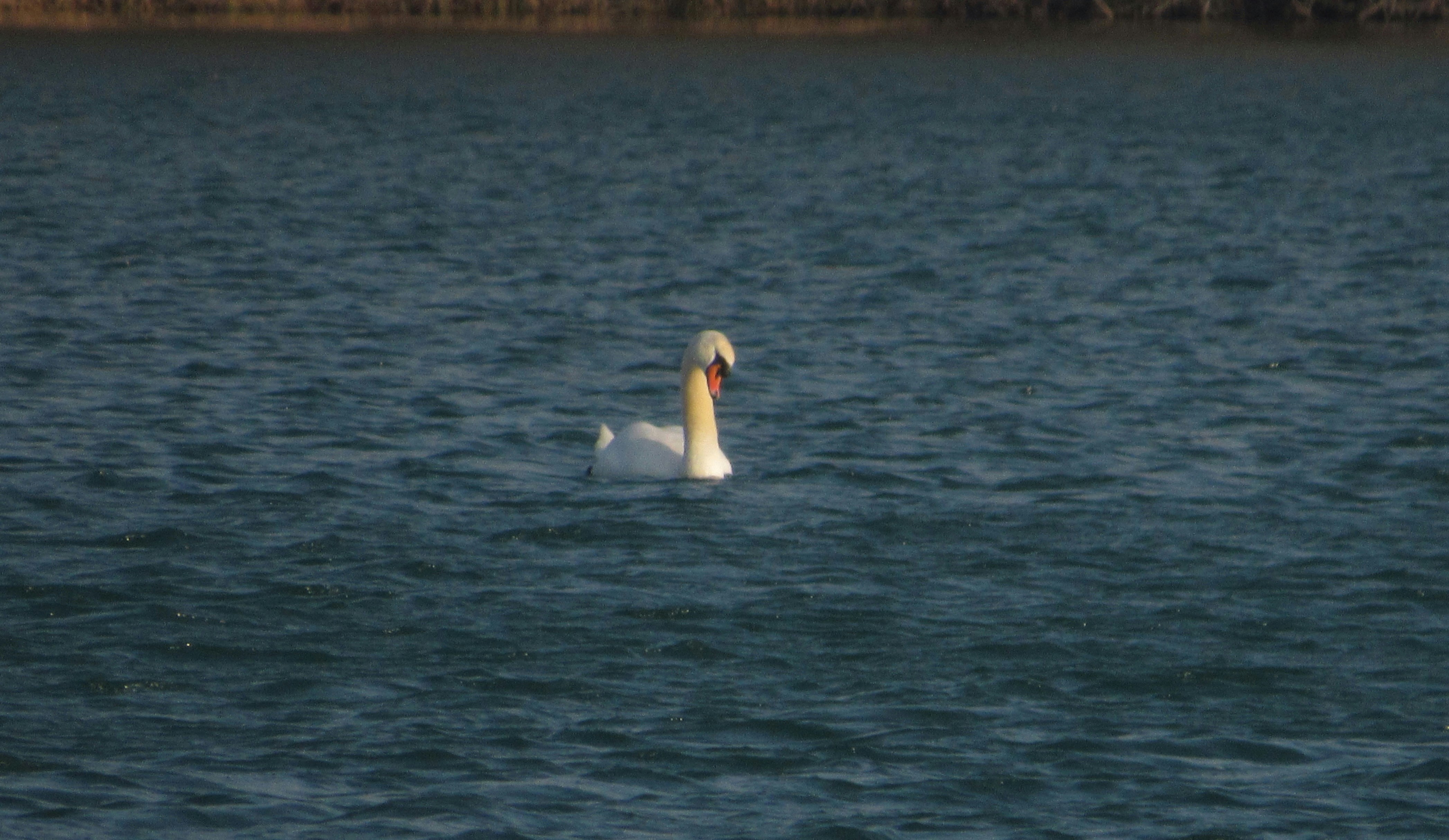 Floating Solitude: A Swan Circles the Quiet Blue