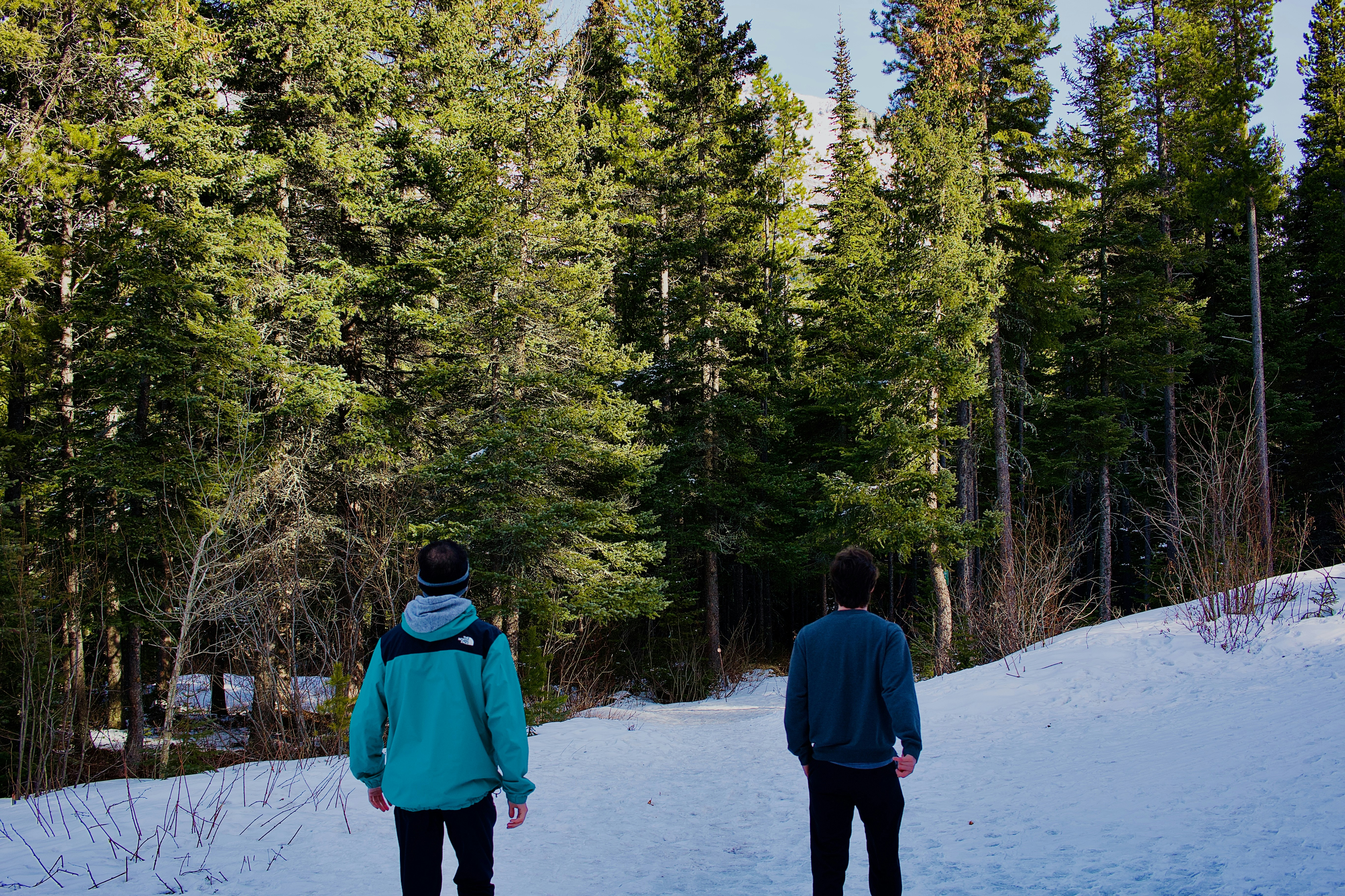 Snowbound Pathway: Two Figures Trek Through a Pine Forest