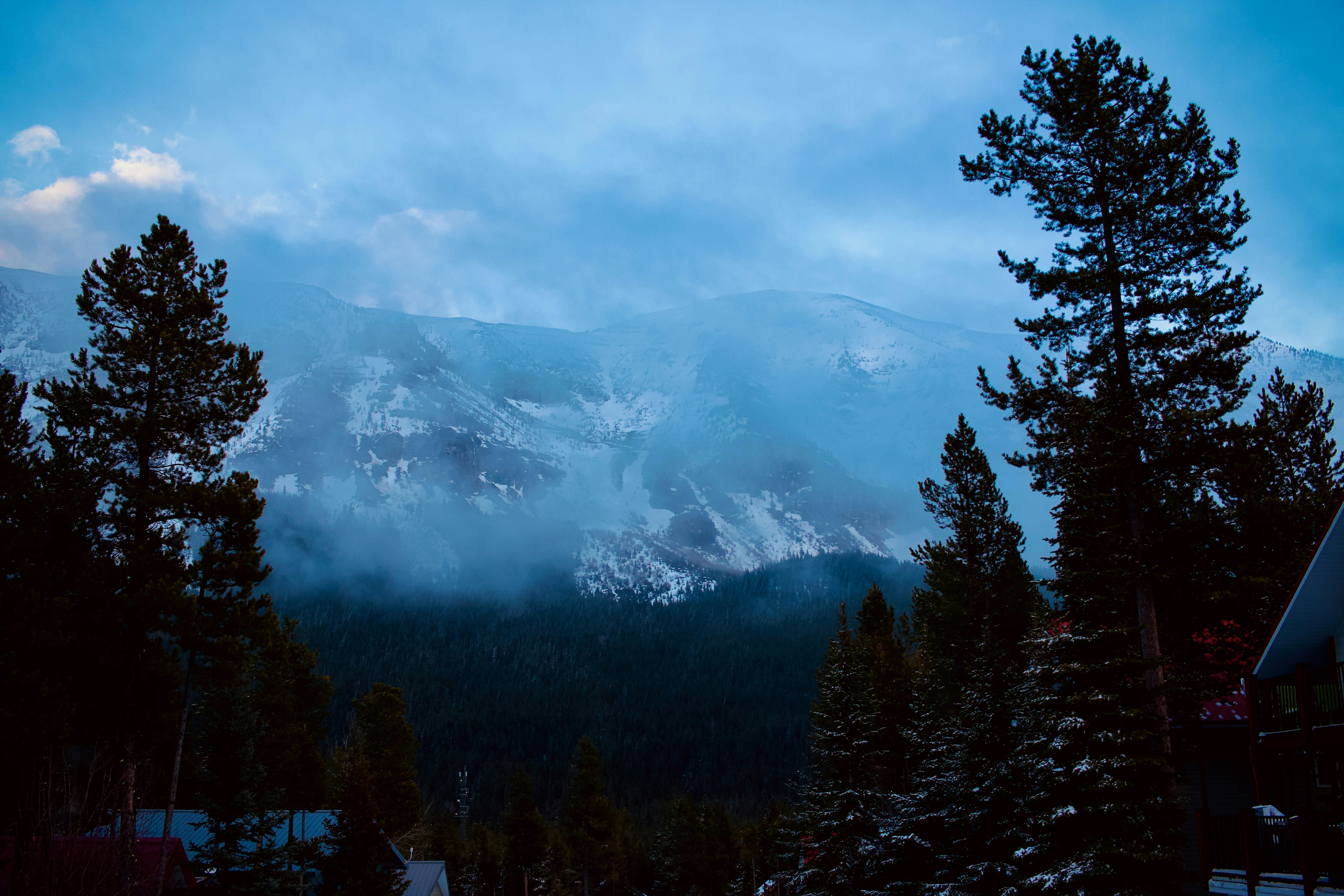 Mist on the Pines: Mountain Ridge Veiled in Blue