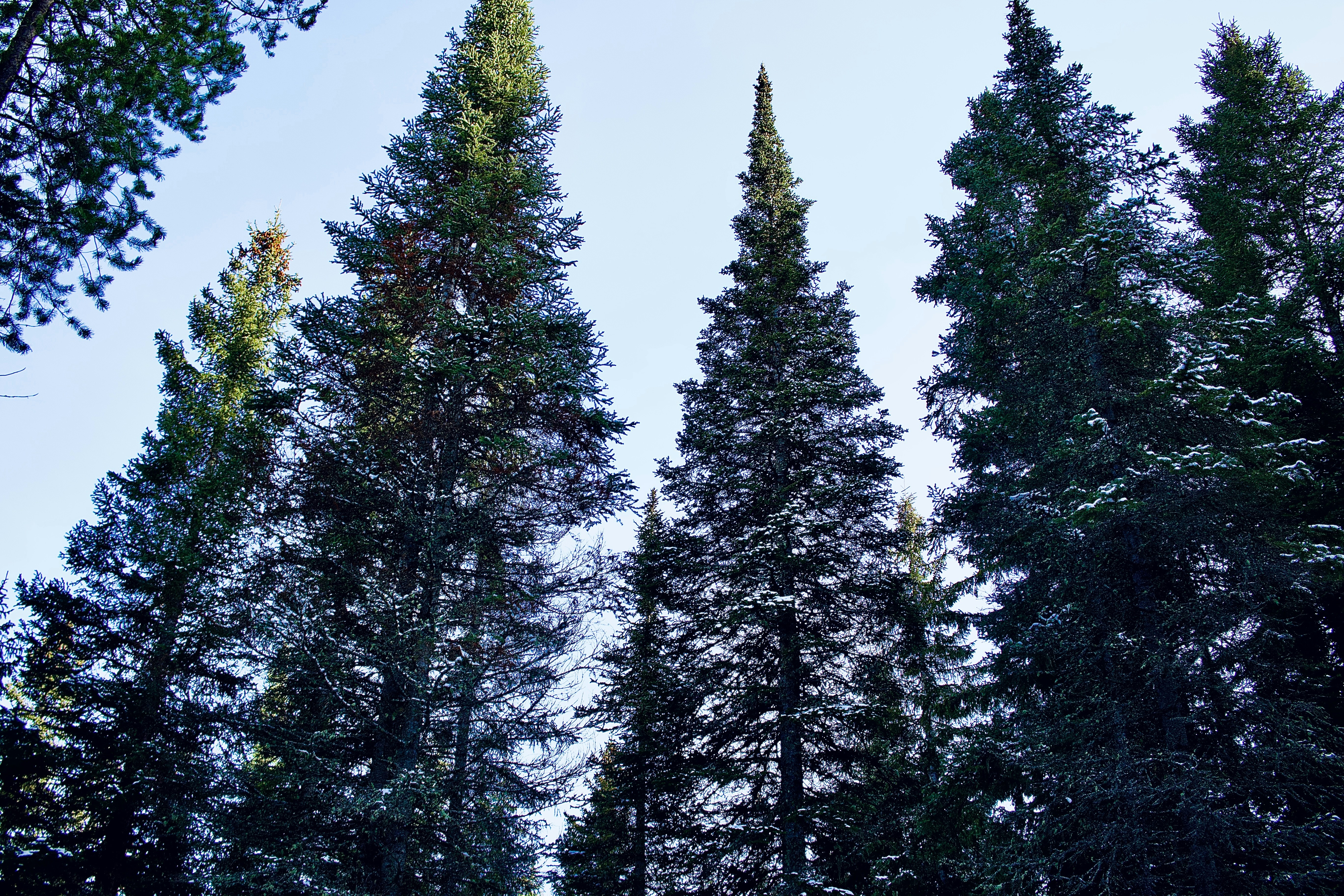 Sunlit Pines Reaching for a Clear Sky