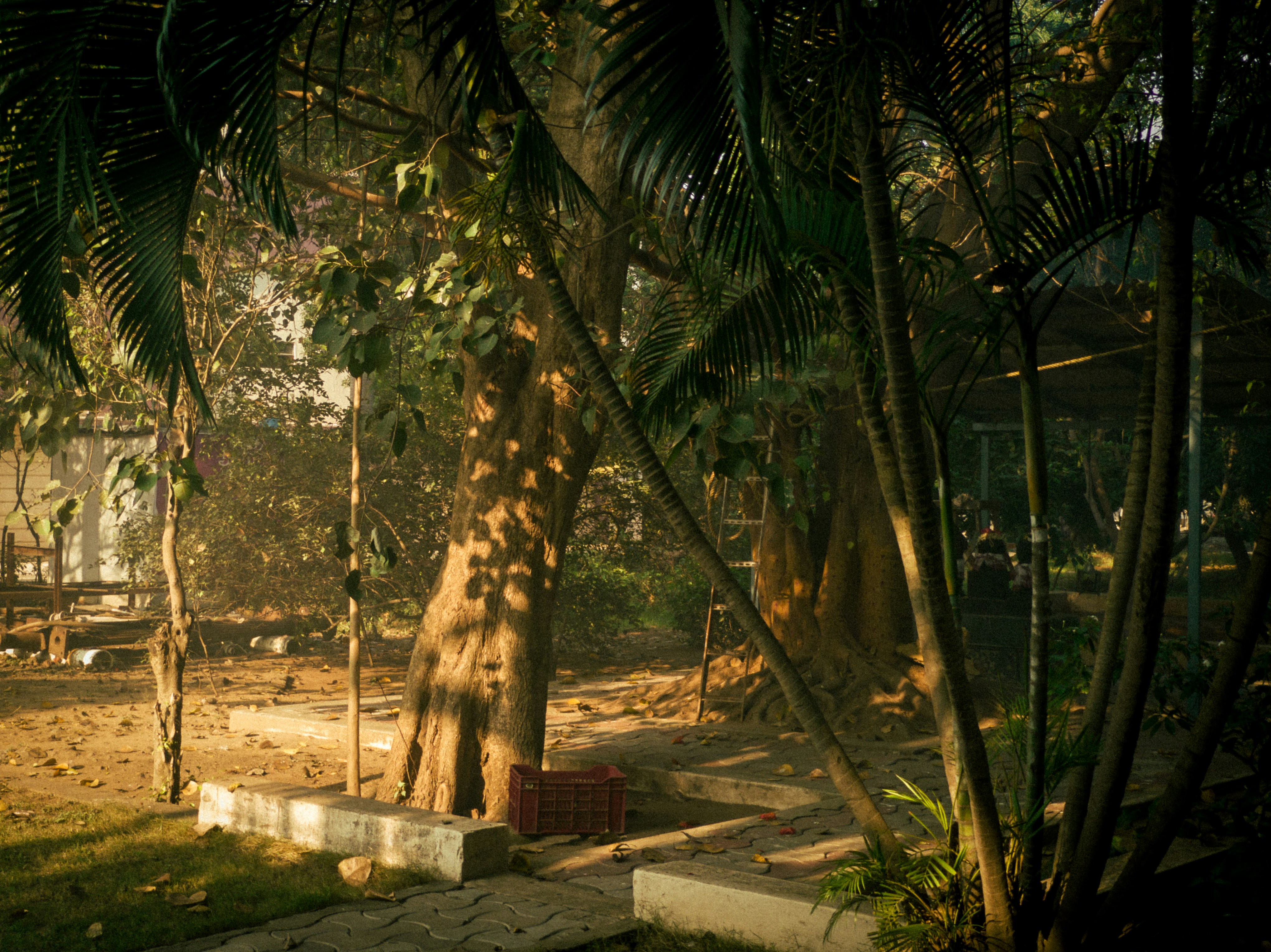 Dappled Garden Edge at Daybreak