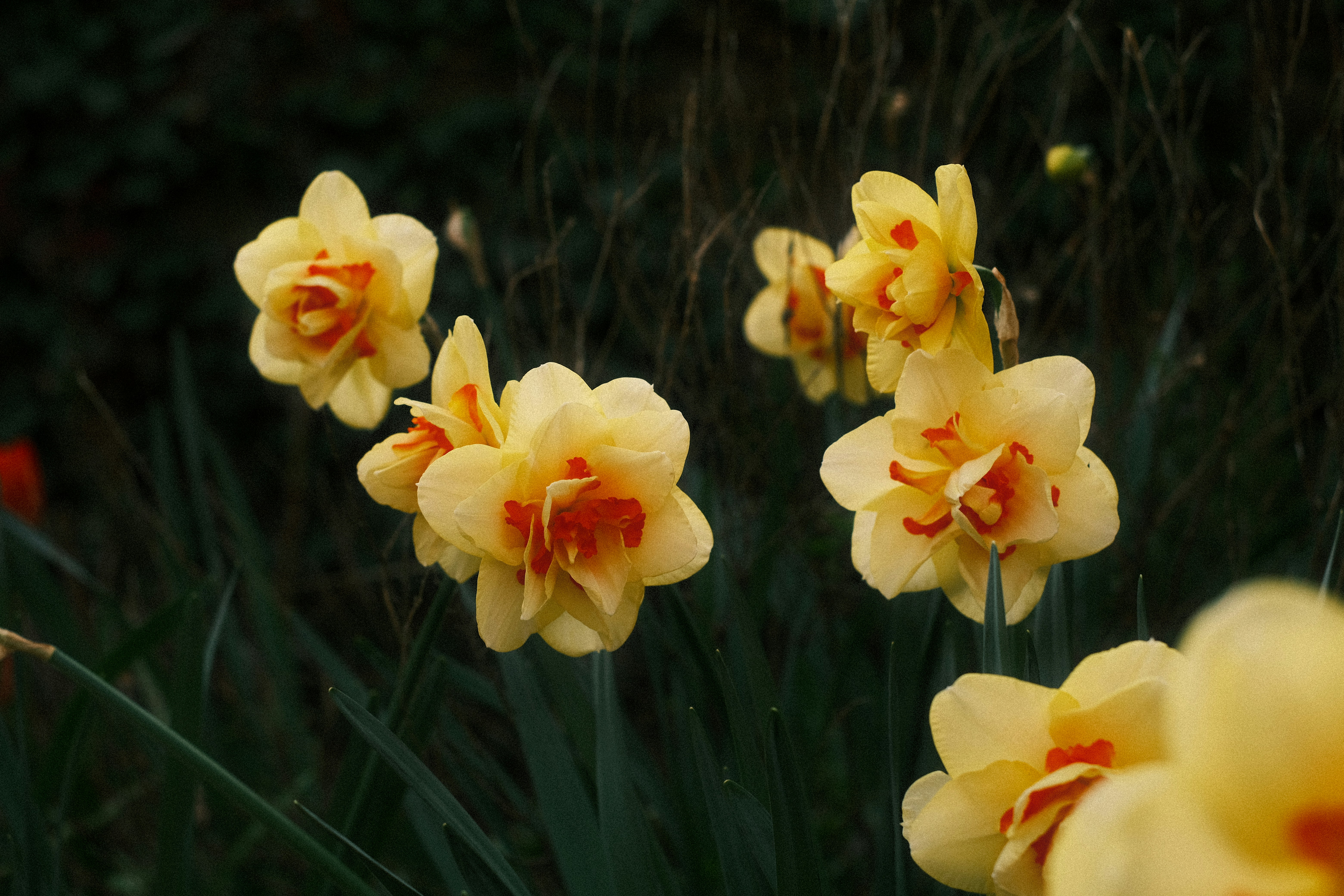Yellow blossoms in a dim garden wake