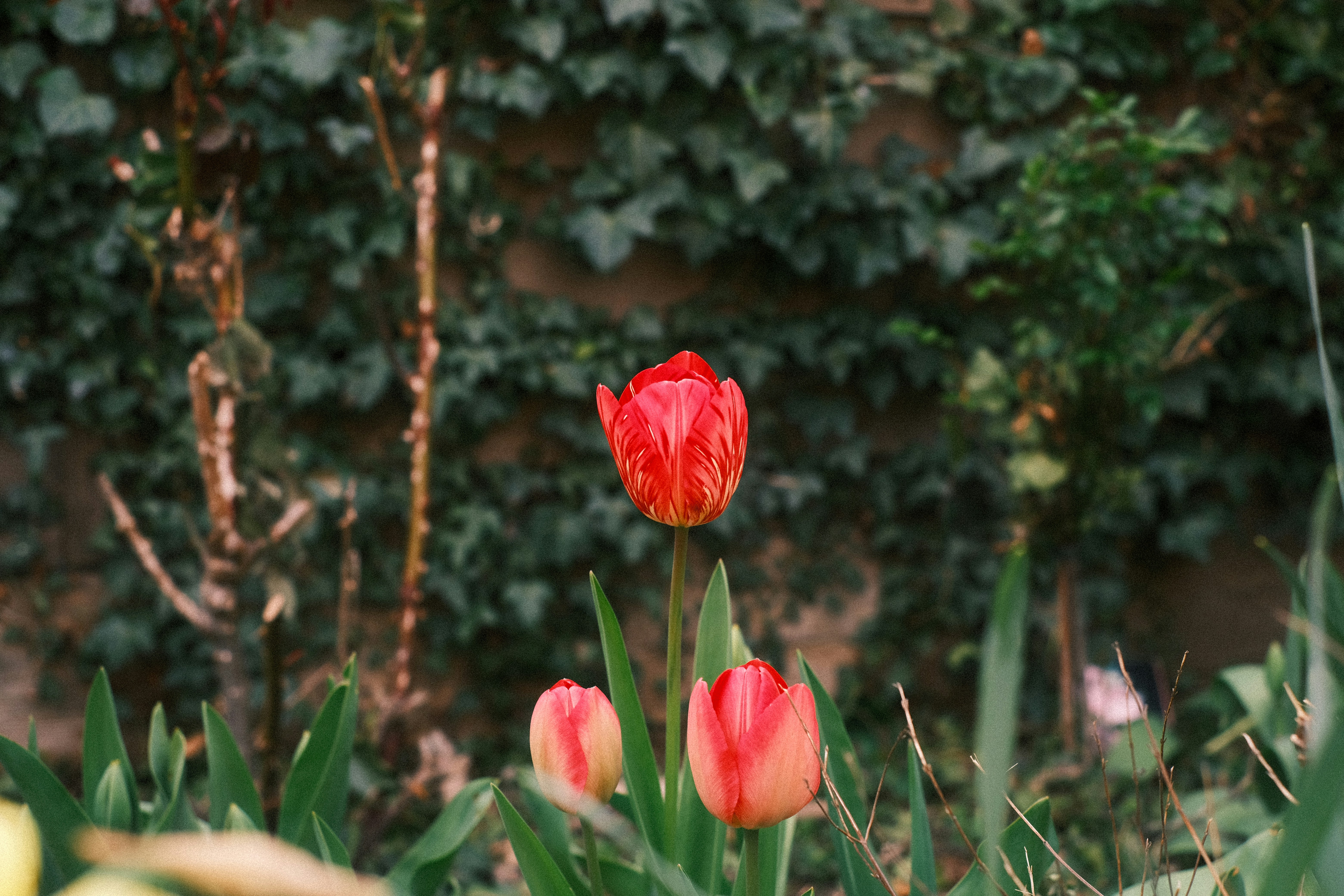 Red Tulip in a Garden Verge Reaching Toward the Sun