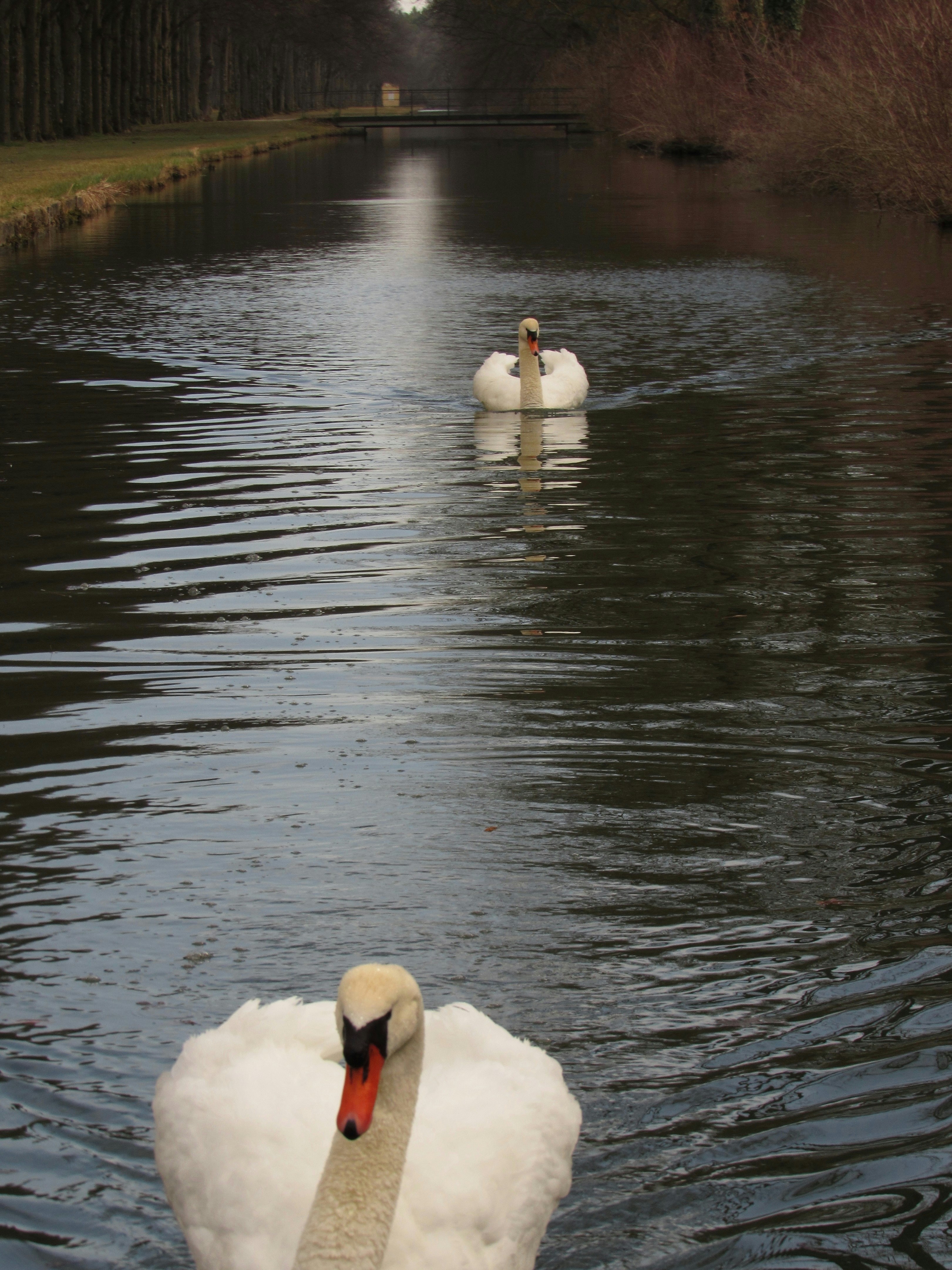 Toward the Quiet Center: A Swan's Perspective on a Park Canal
