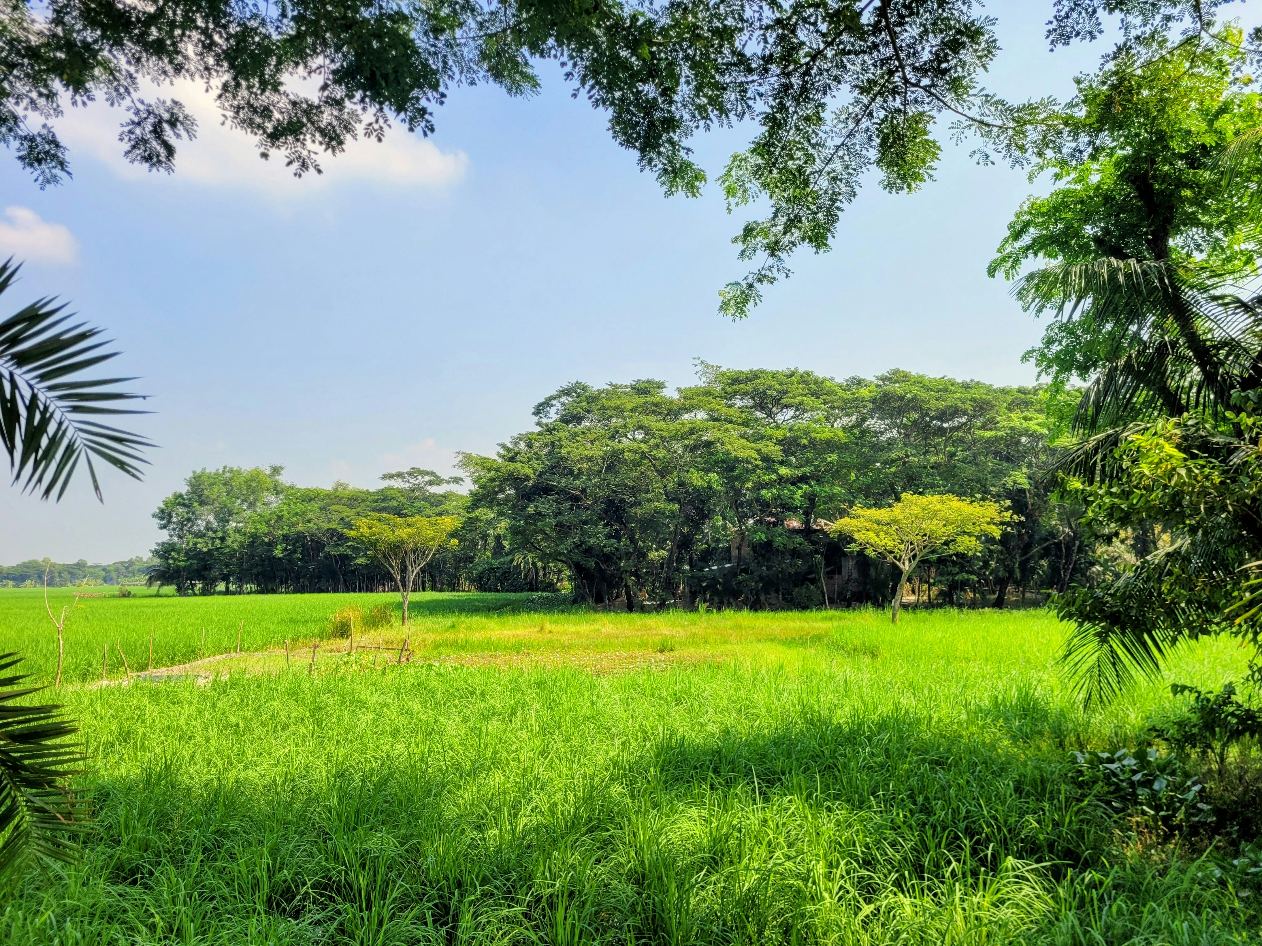 Verdant Horizon: A Quiet Field Framed by Dappled Canopy