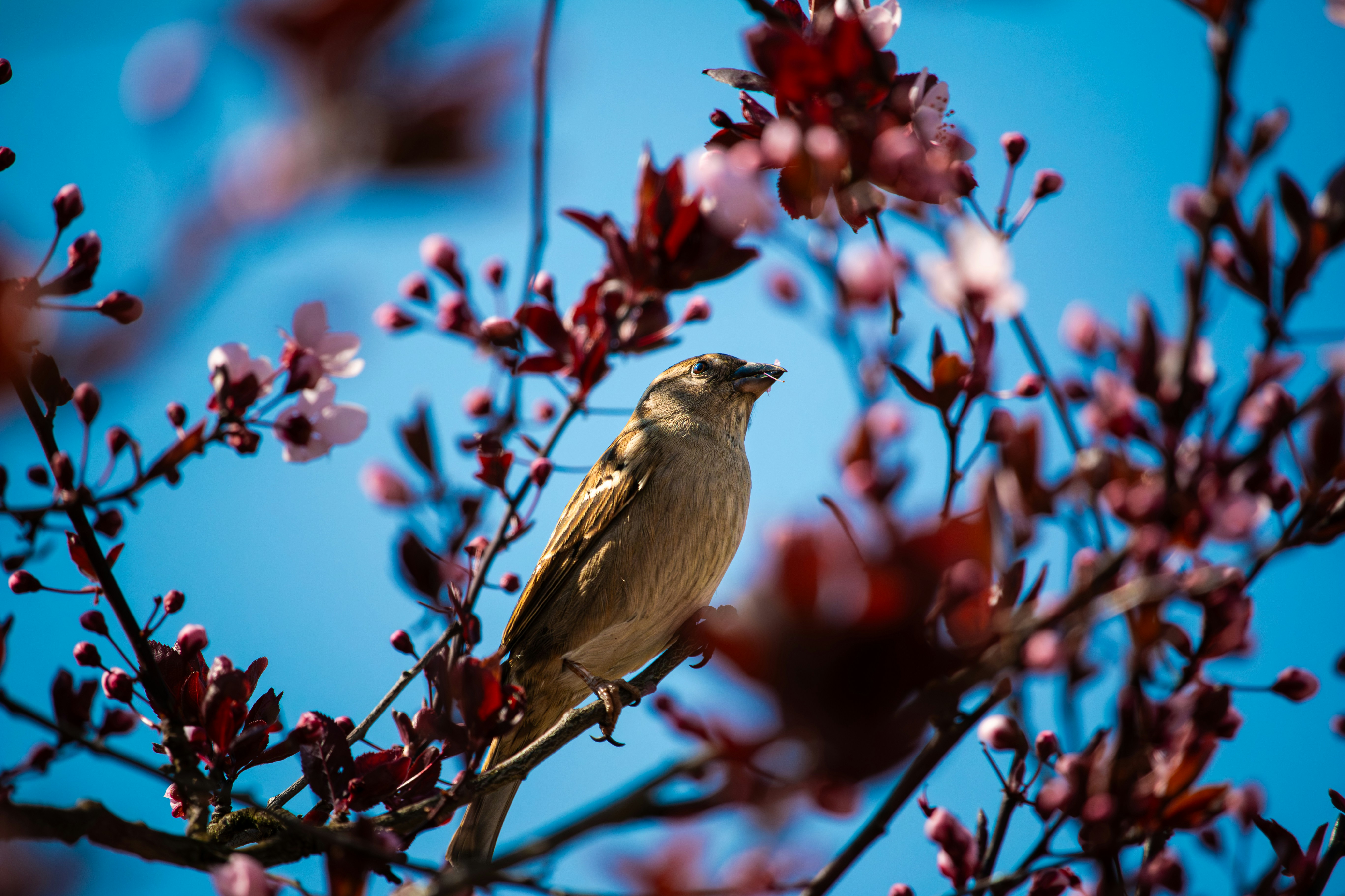 Tiny Songbird in a Scarlet Branches Backdrop