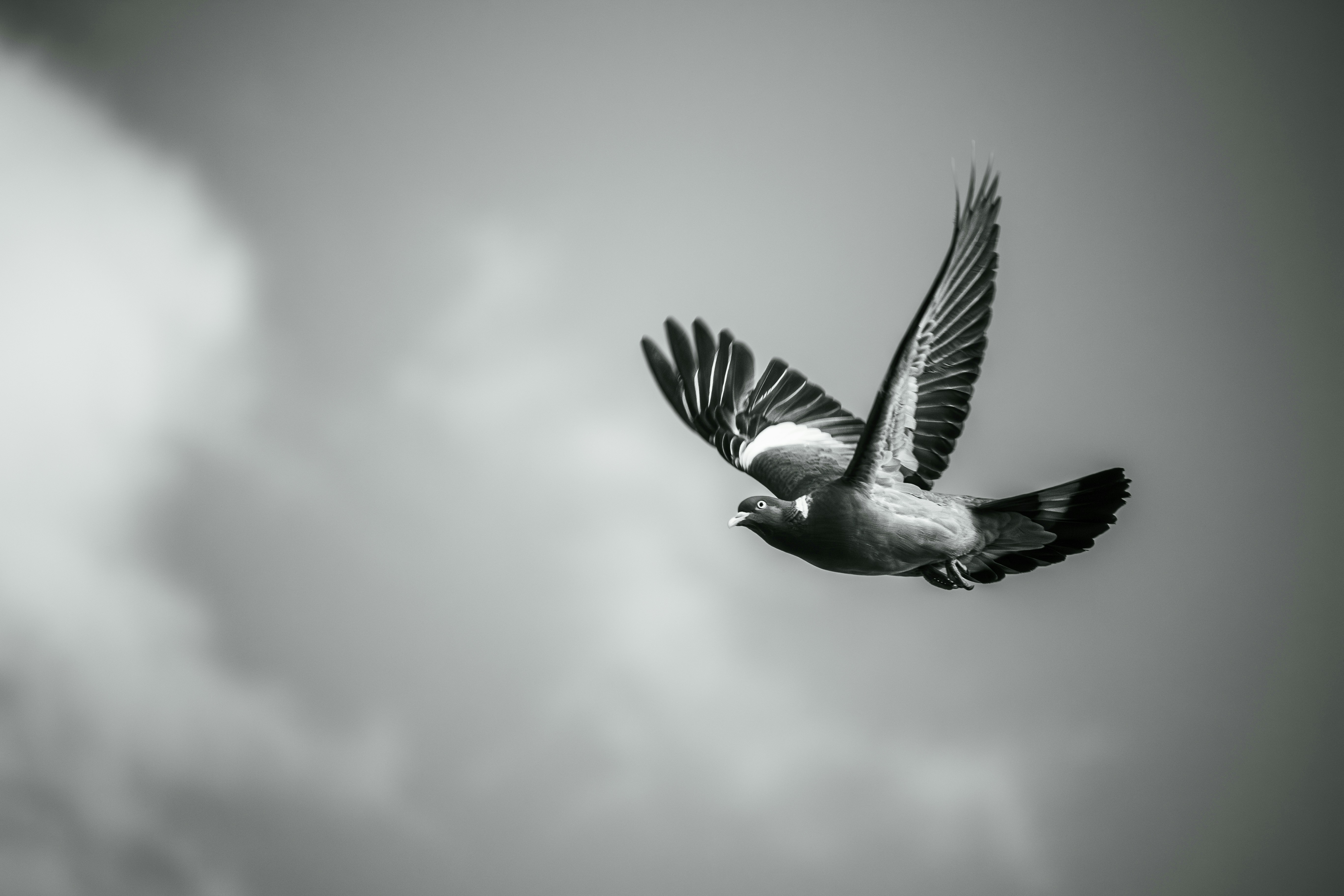 Winged Silhouette: A Lone Gyrfalcon in Flight Against a Grainy Sky