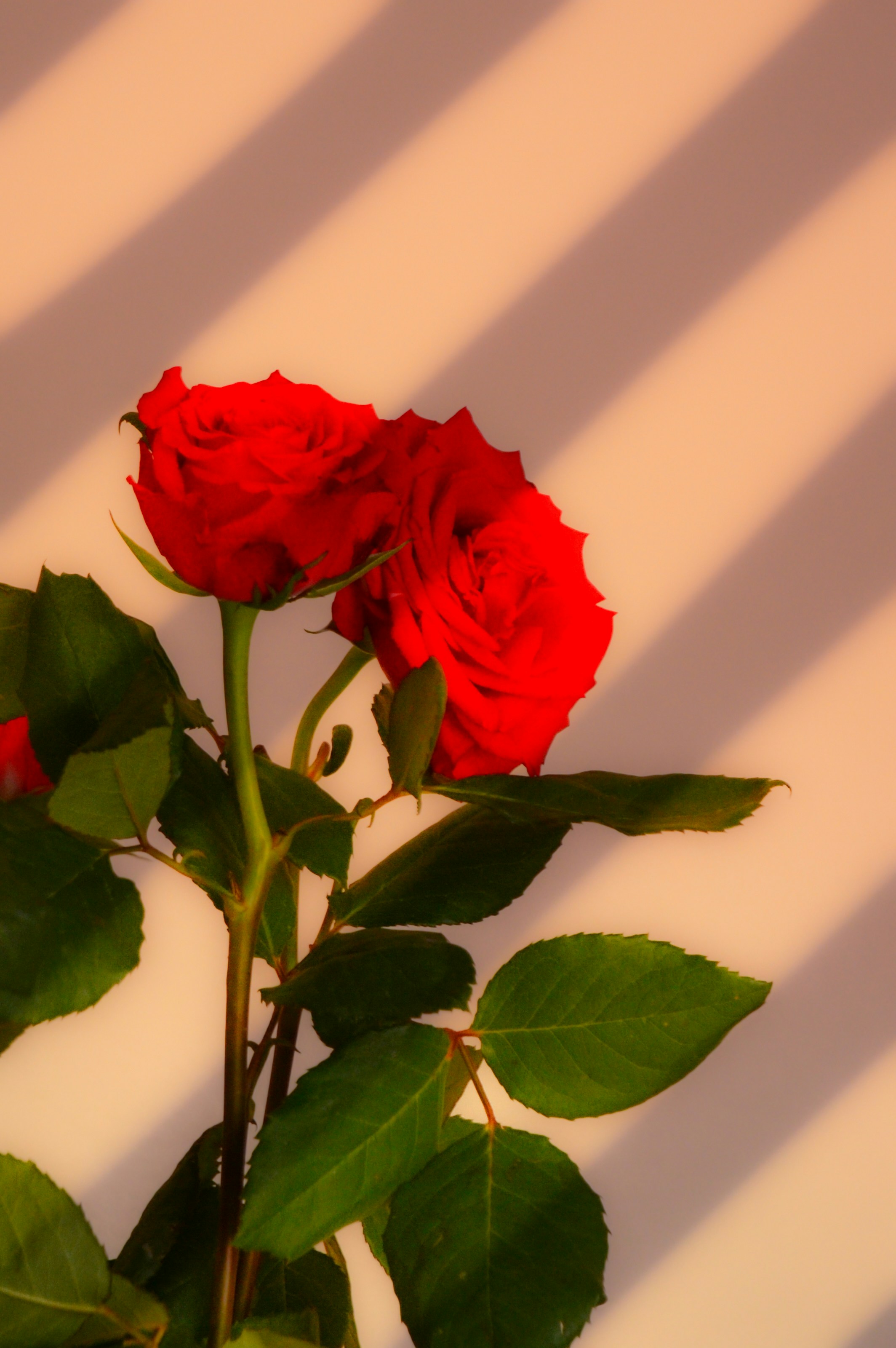 Red Rose in Sunlit Stripes