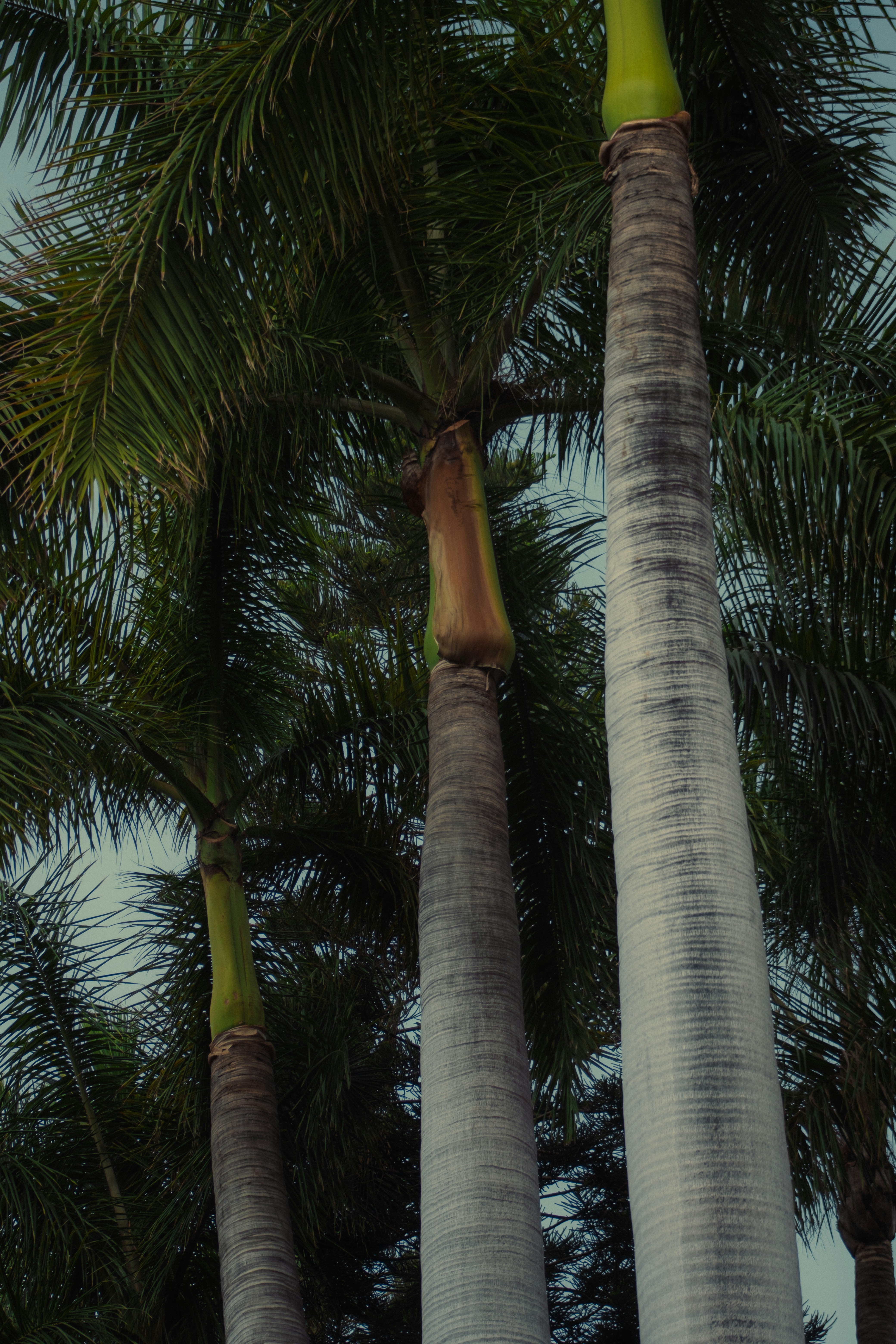 Portrait of Palm Trunks Reaching Toward a Narrow Sky