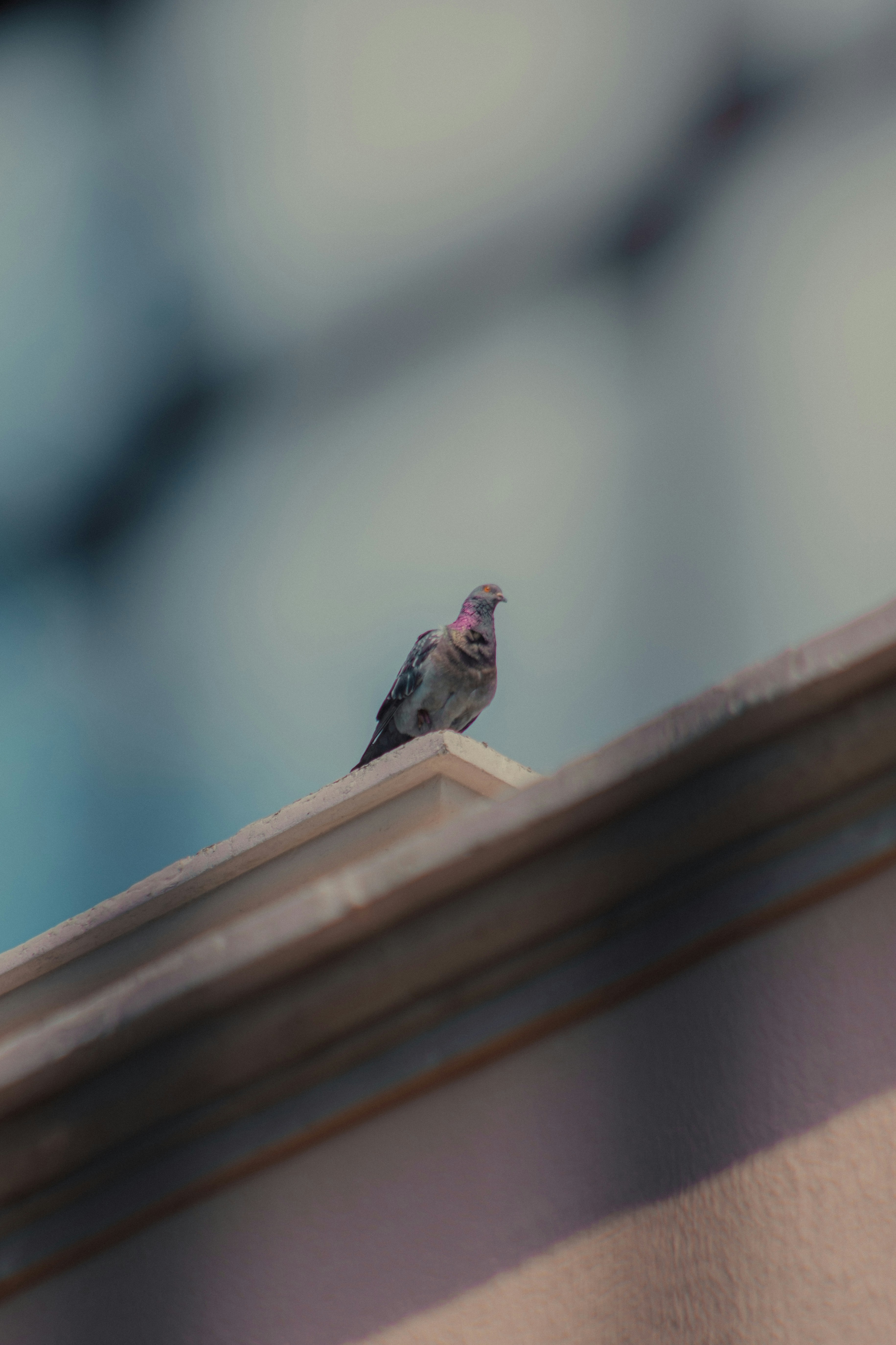 Tiny Bird, Big Rooftop Moment