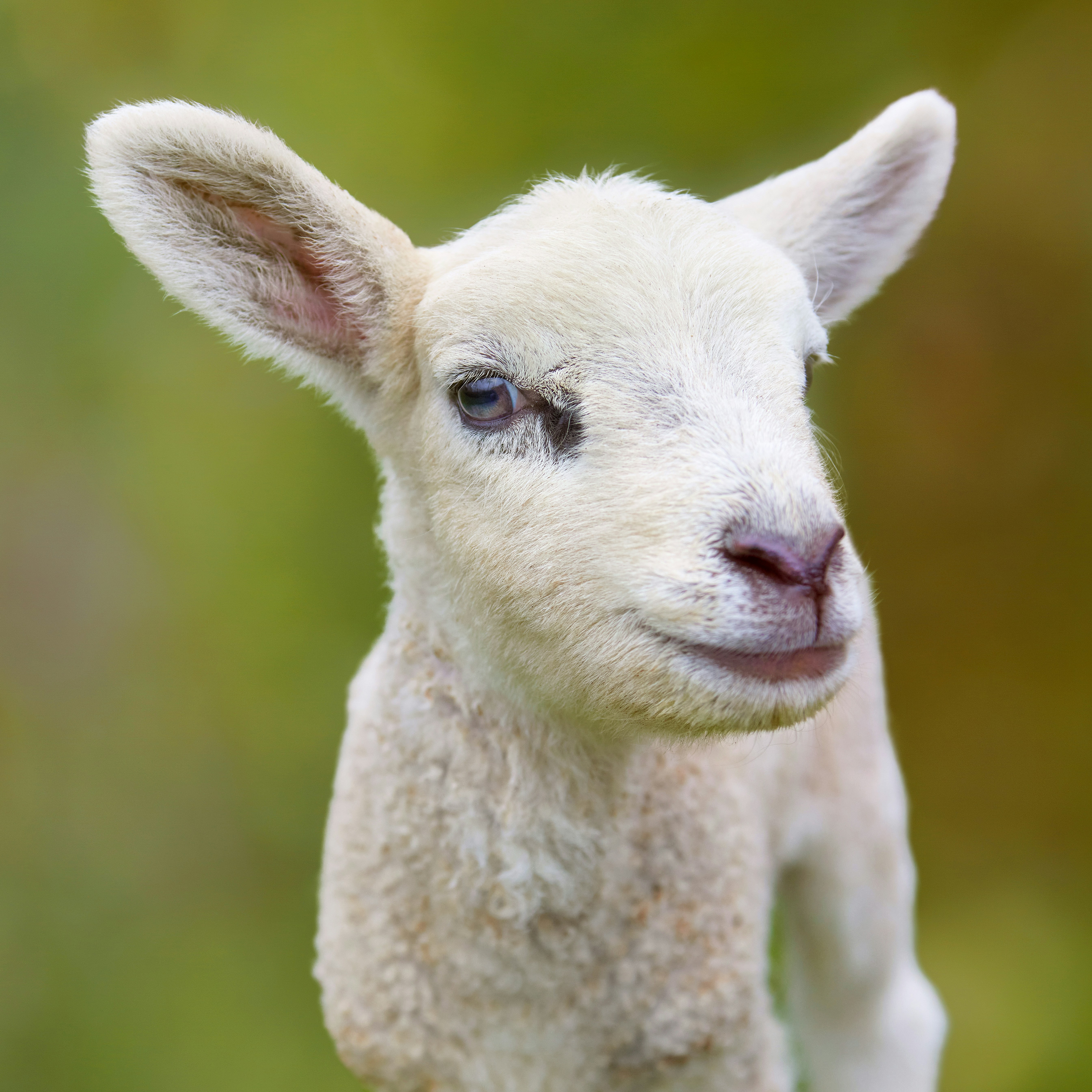 Curious Lamb under Soft Evening Light