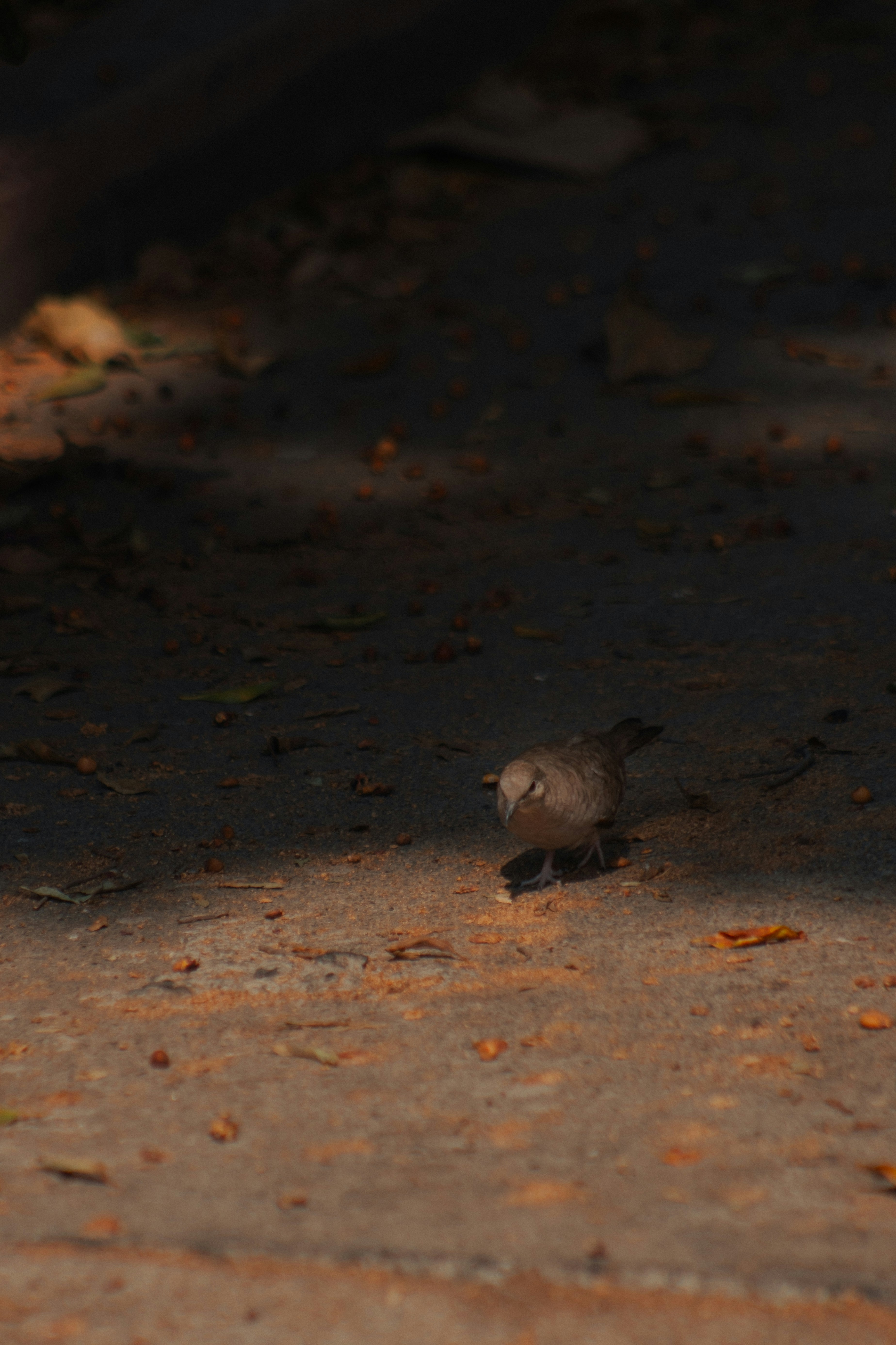 A Quiet Tread: Small Bird Steps into a Patch of Light