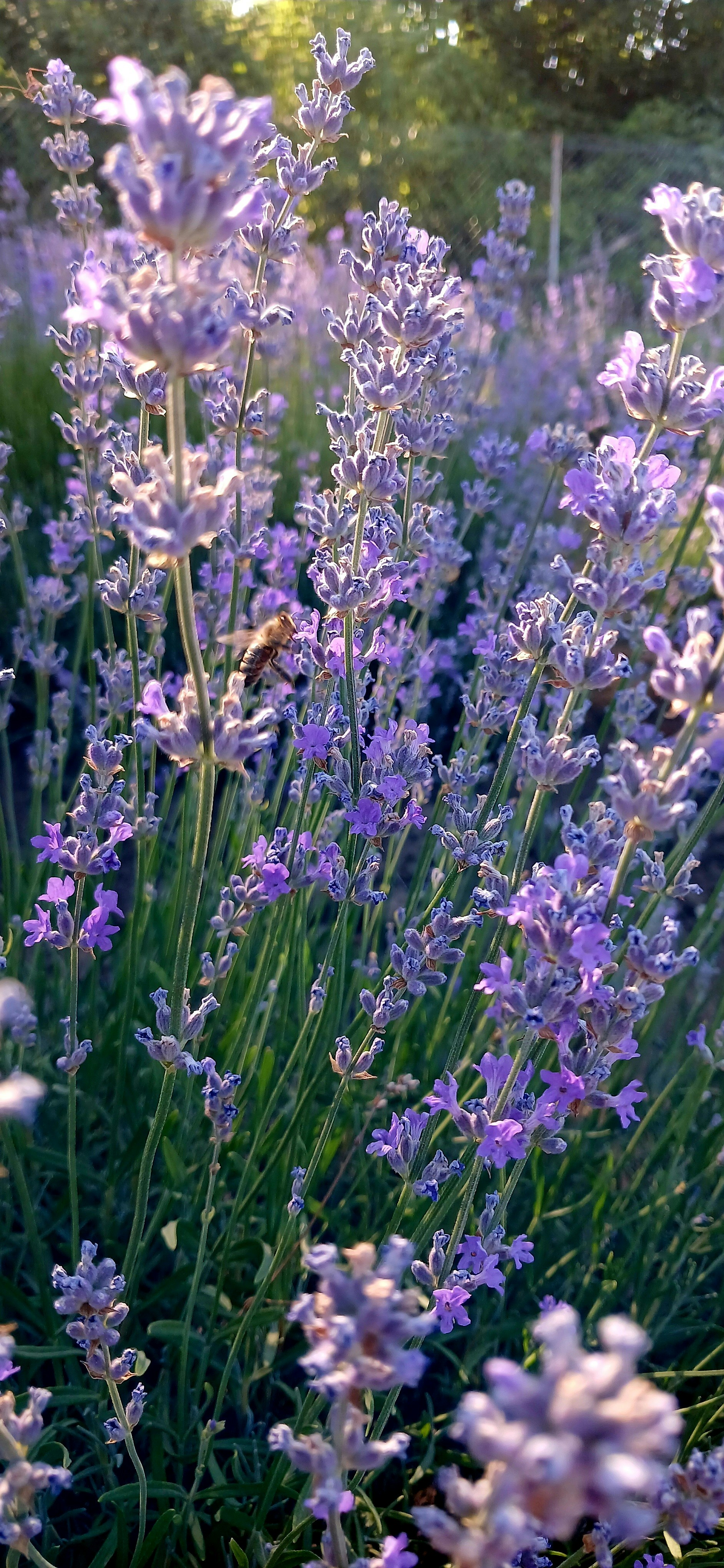 Lavender Nebula: Bees and Bloom in Golden Hour Light